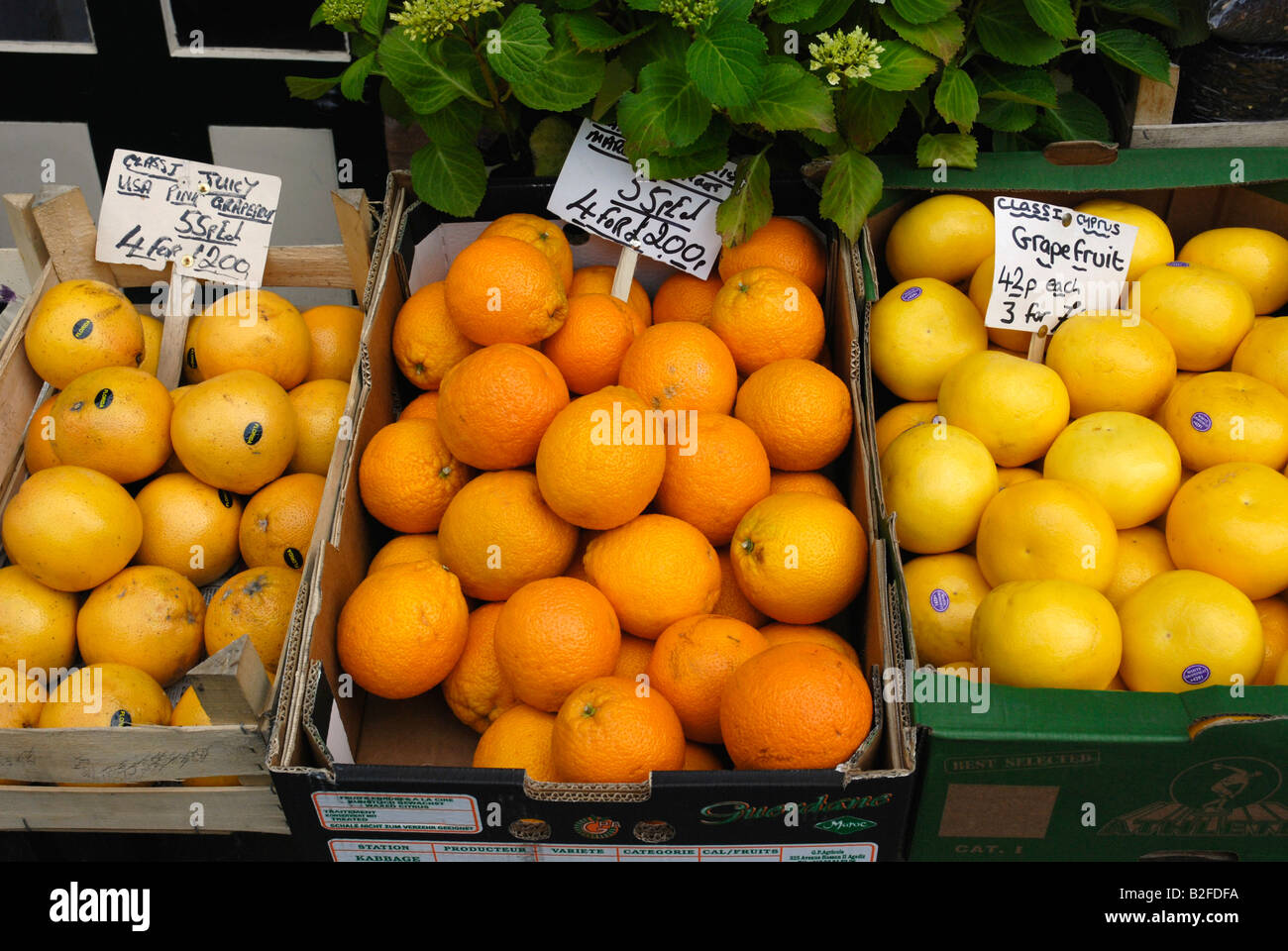 Citrus fruit on market Stock Photo - Alamy