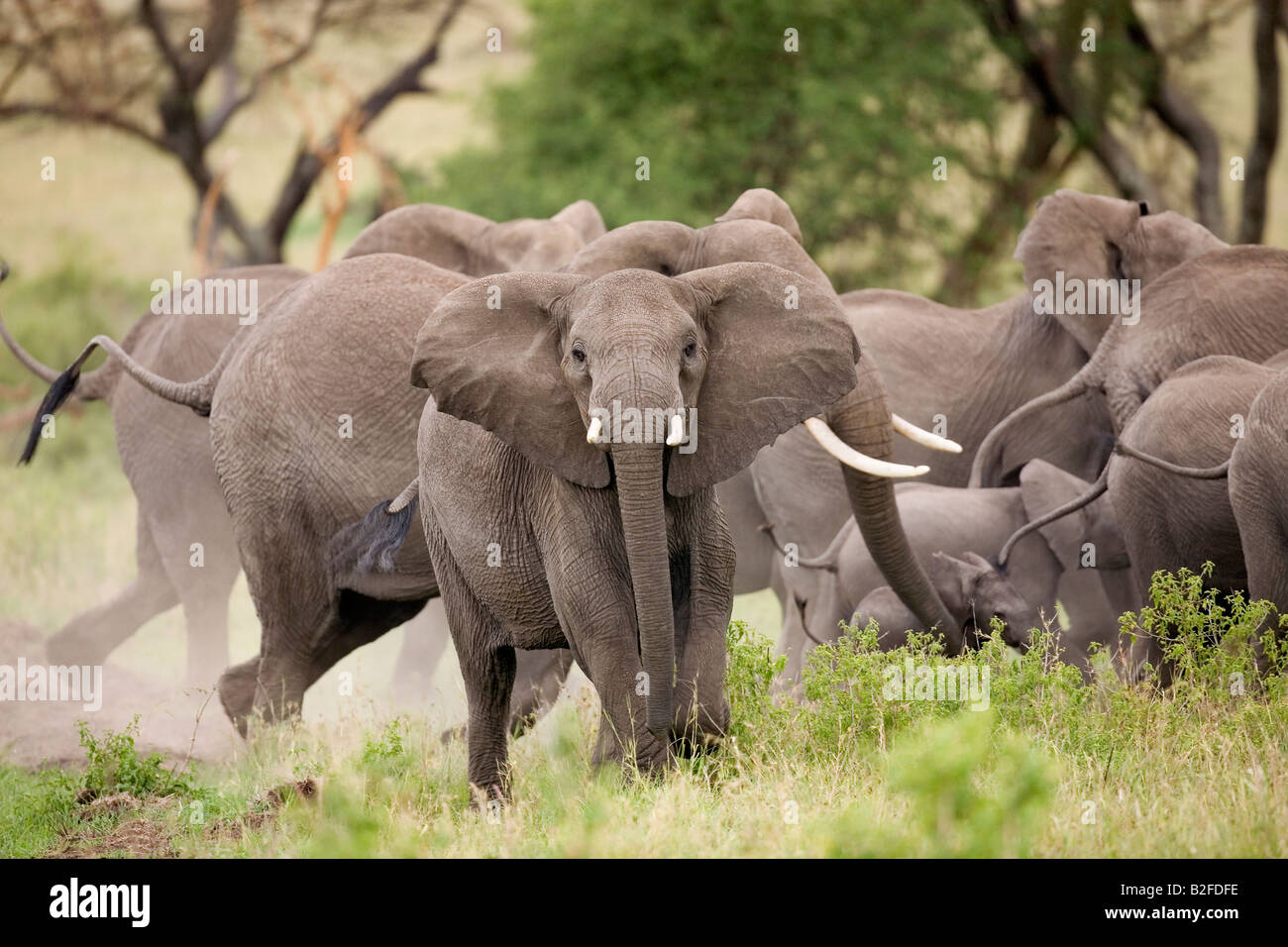 Elephant herd protecting very young calf Loxodonta africana Serengeti ...