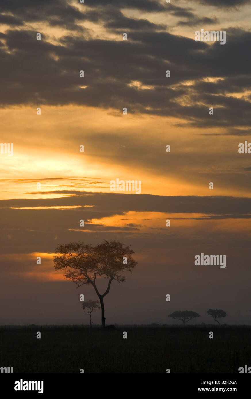 African acacia tree sunrise serengeti hi-res stock photography and ...