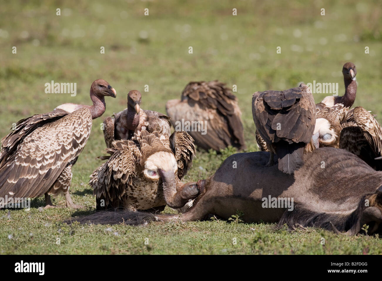 Vulture death vultures africa hi-res stock photography and images - Alamy