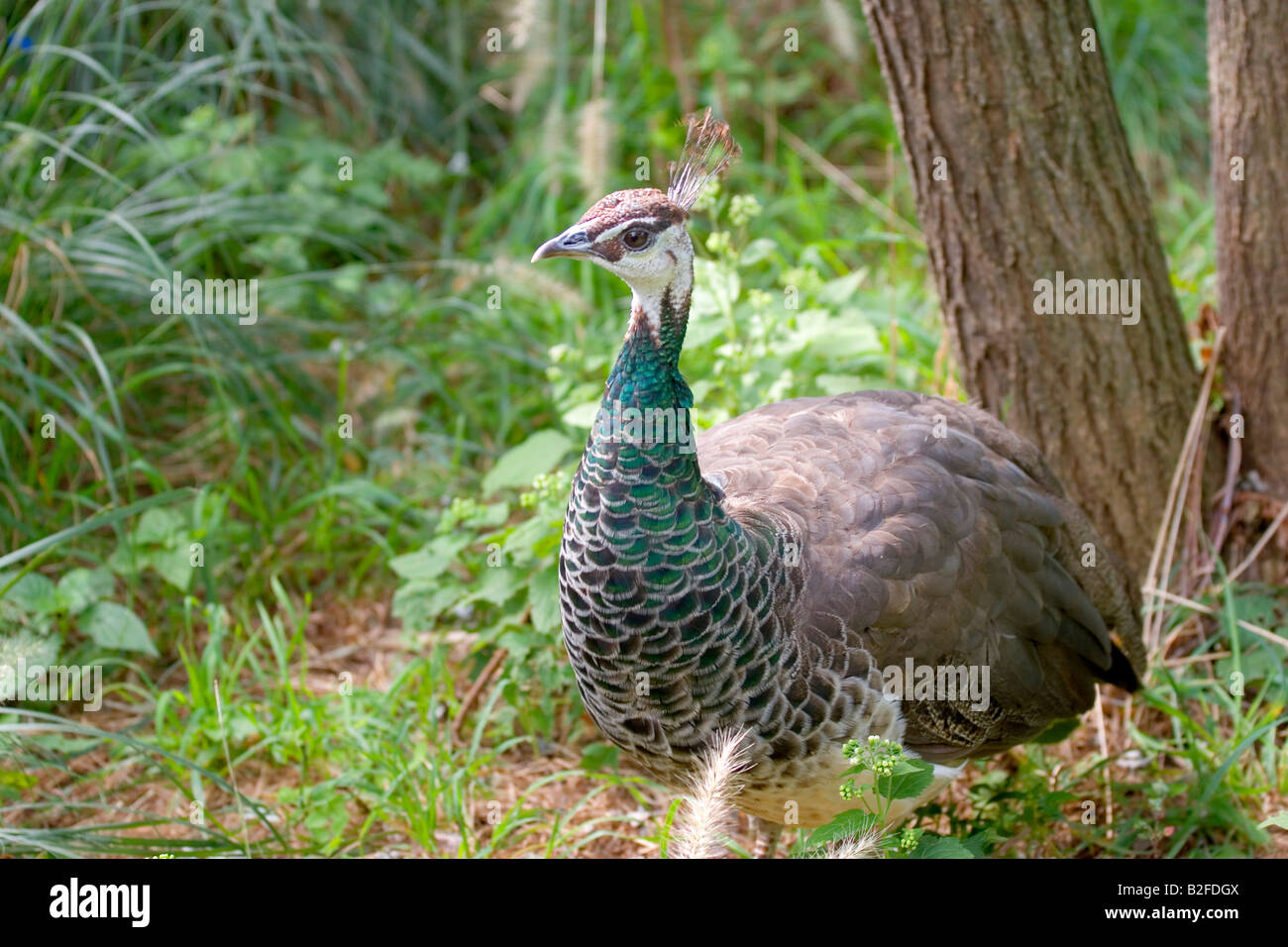 Prekas hi-res stock photography and images - Alamy