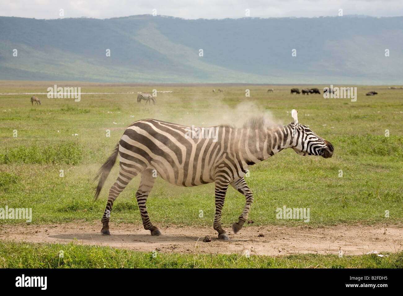 Zebra dust bath hi-res stock photography and images - Alamy
