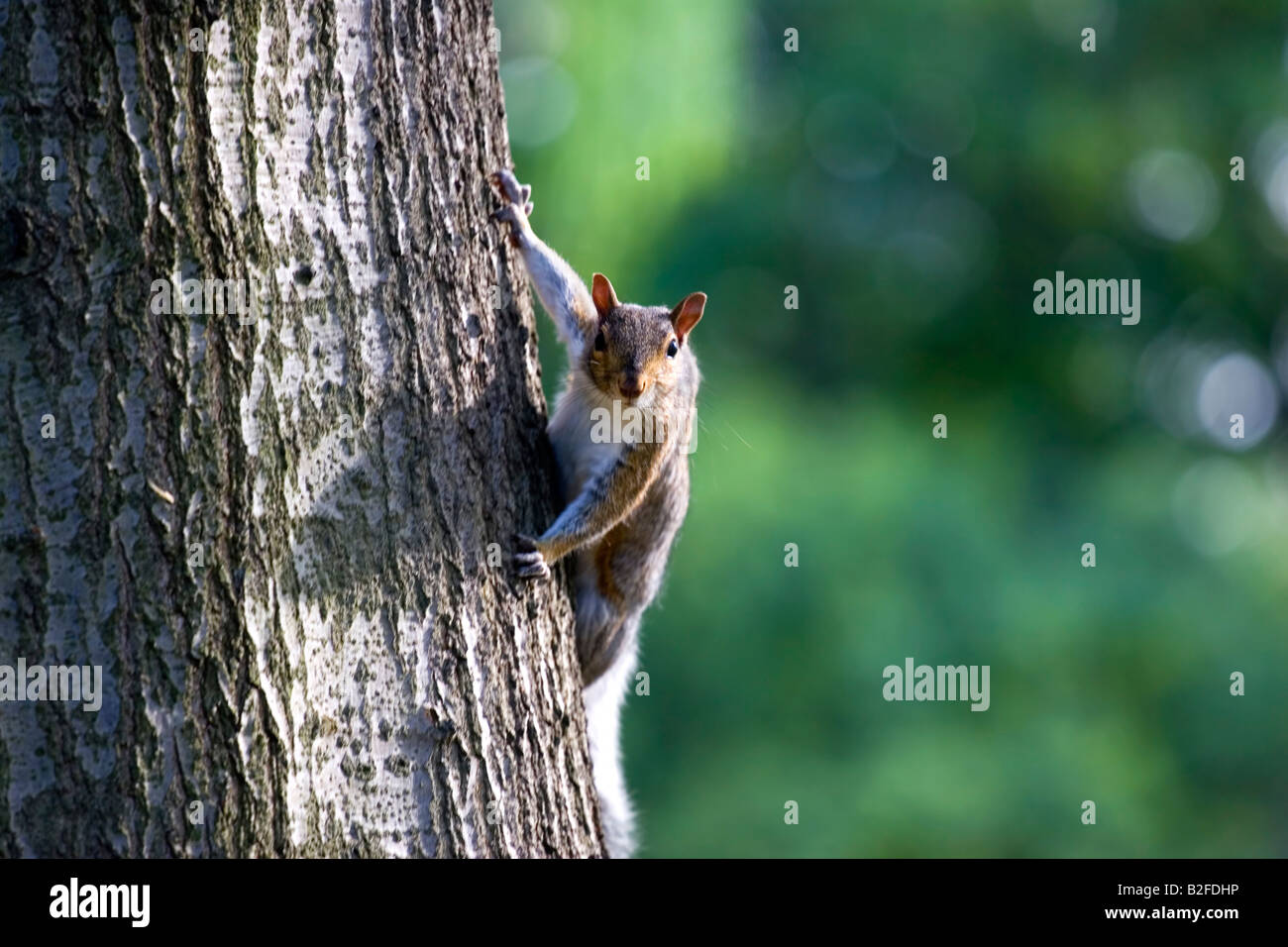 squirrel,on tree staring Stock Photo - Alamy