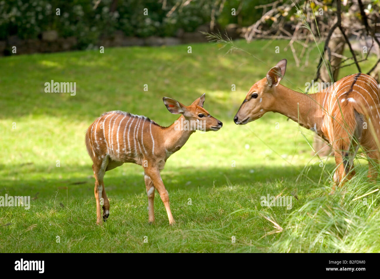 Copyright c 2004 by Terry Prekas Esq All Rights Reserved Stock Photo ...