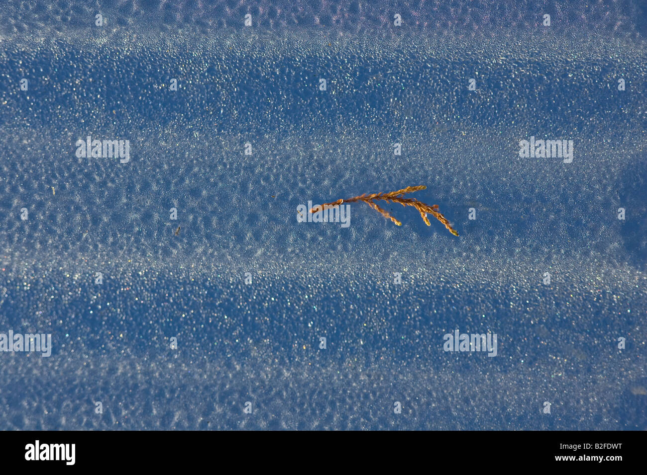 Rain and pine tree droppings on Sun Tuff clear roofing from below Stock ...