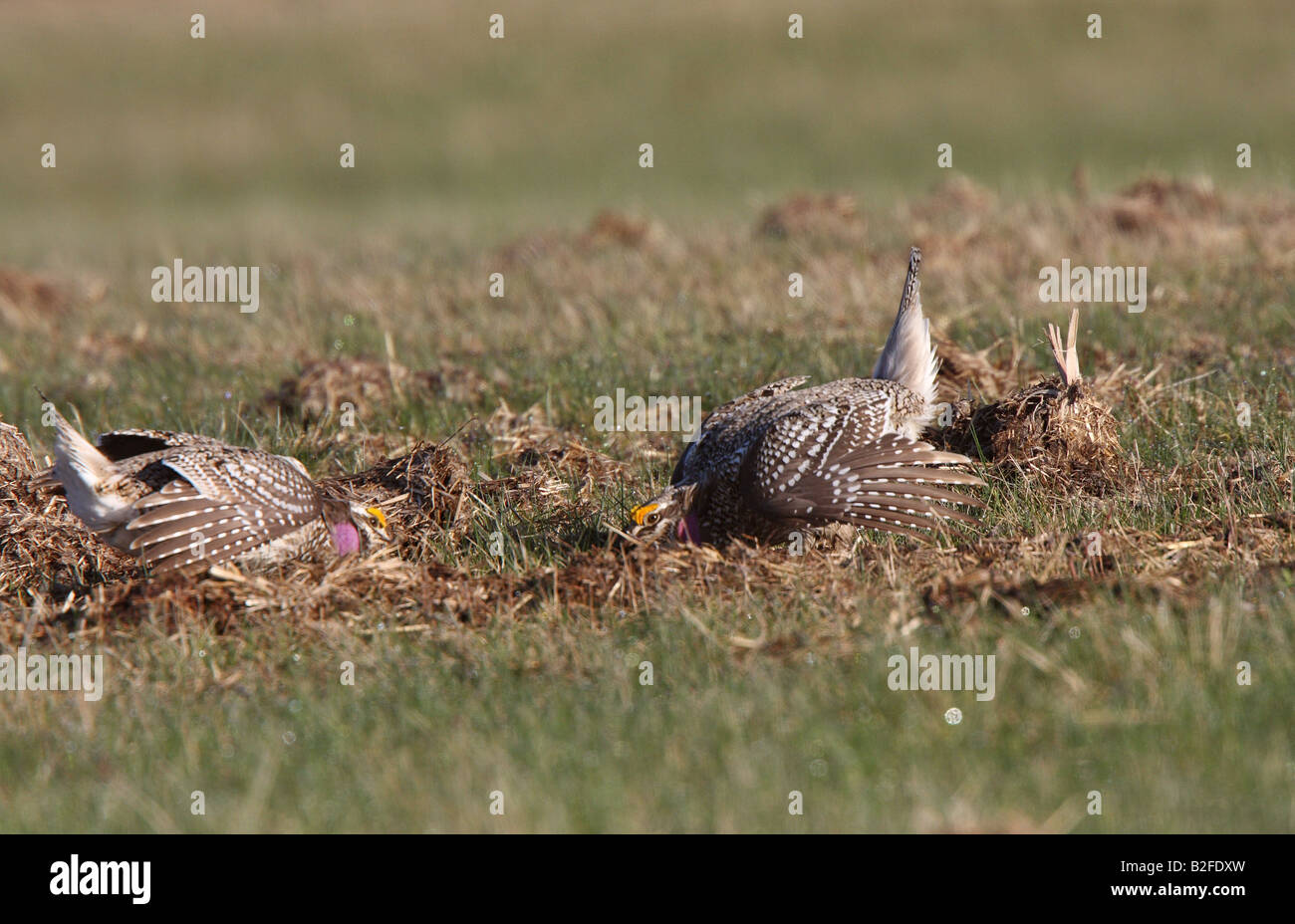 Sharp tailed Grouse at lek finding dominate male Stock Photo - Alamy