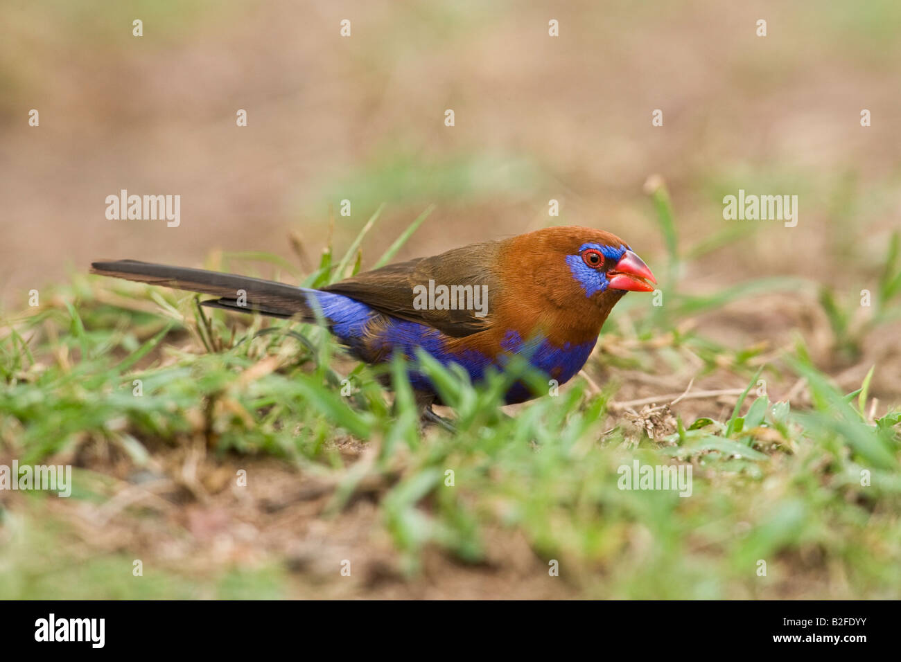 Purple Grenadier (Uraeginthus ianthinogaster Stock Photo - Alamy