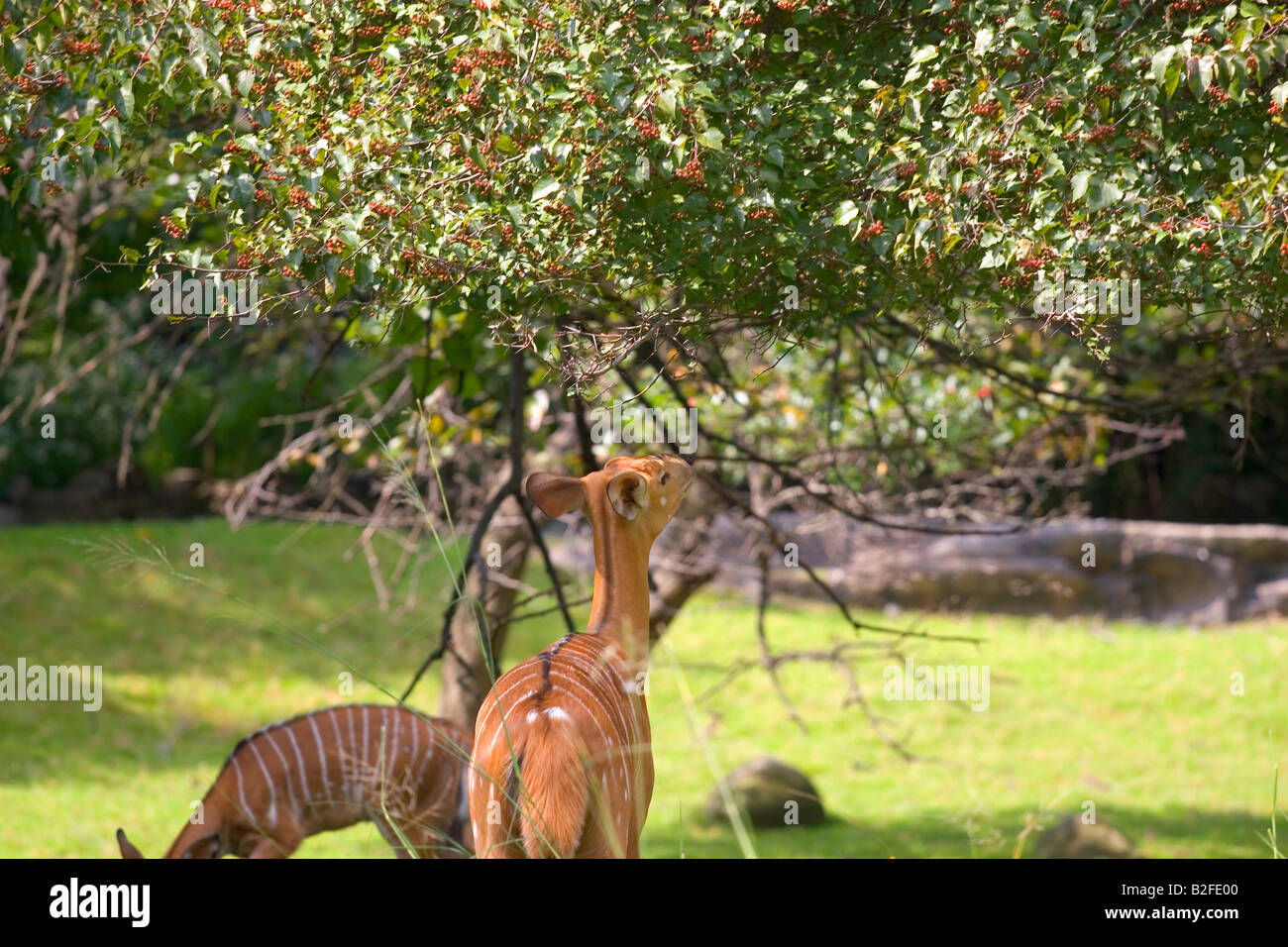 Prekas hi-res stock photography and images - Alamy