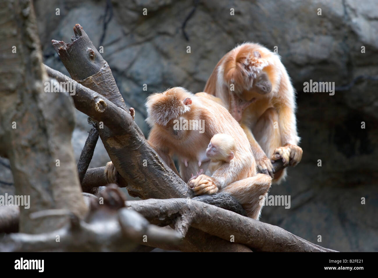 Prekas hi-res stock photography and images - Alamy