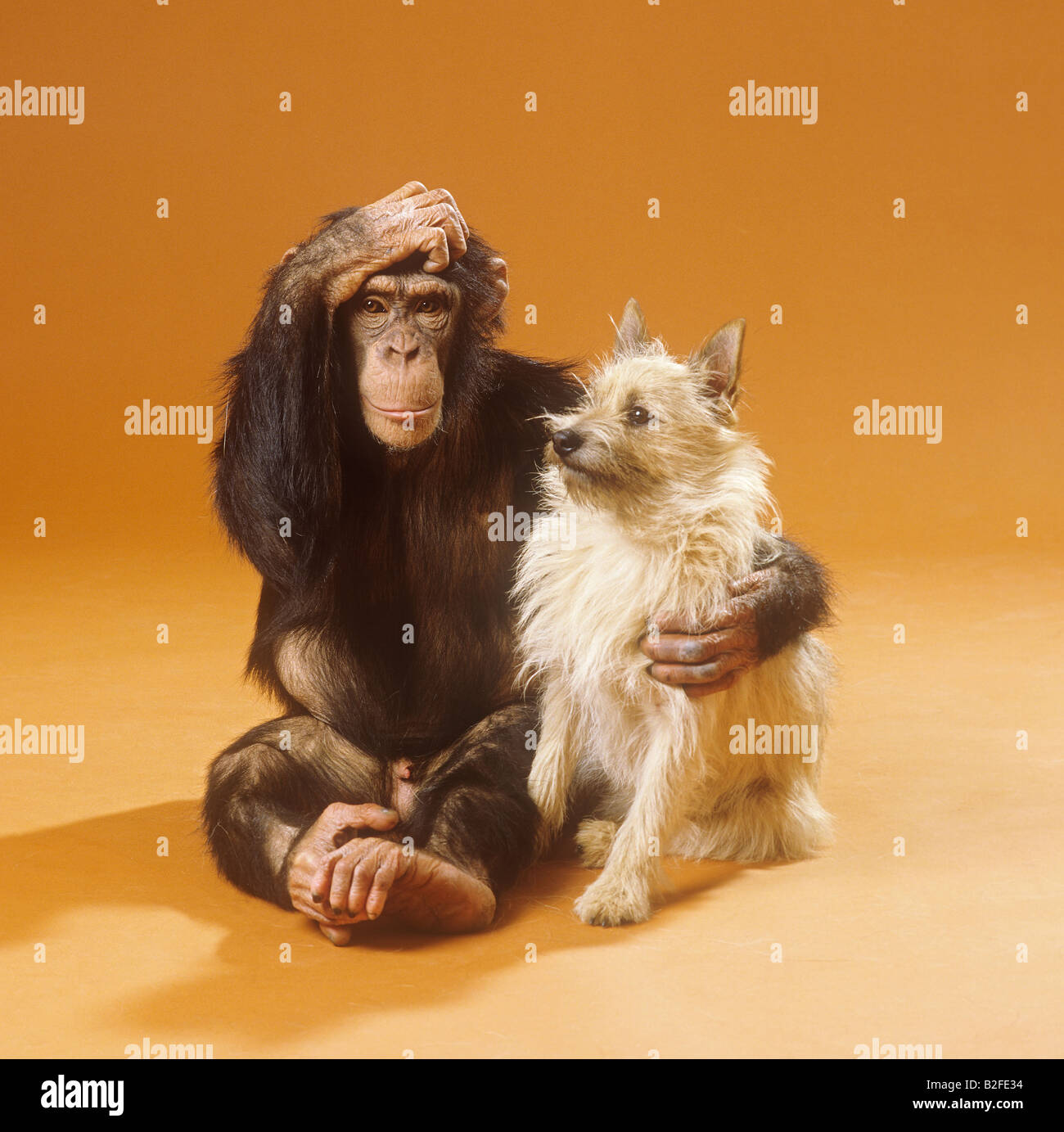 Chimpanzee scratching head hi-res stock photography and images - Alamy