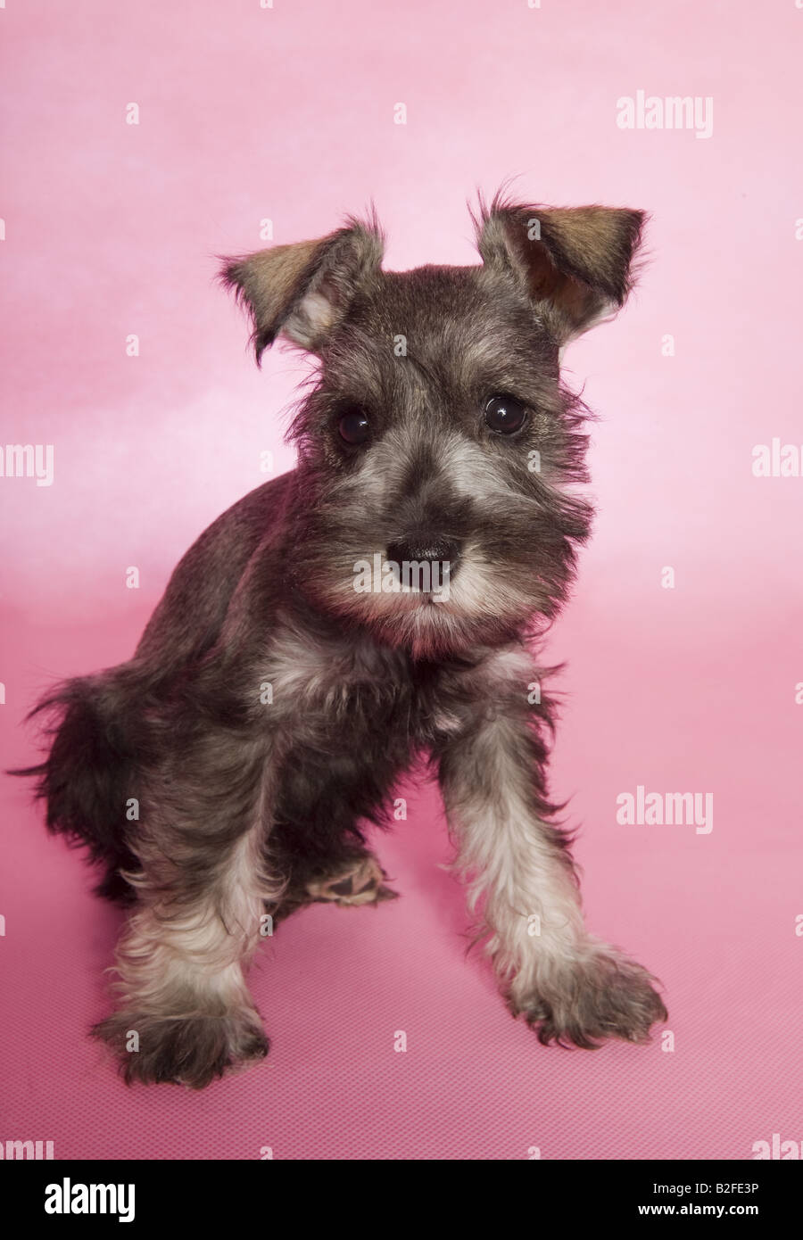 Adorable Miniature Schnauzer puppy on pink background Stock Photo - Alamy