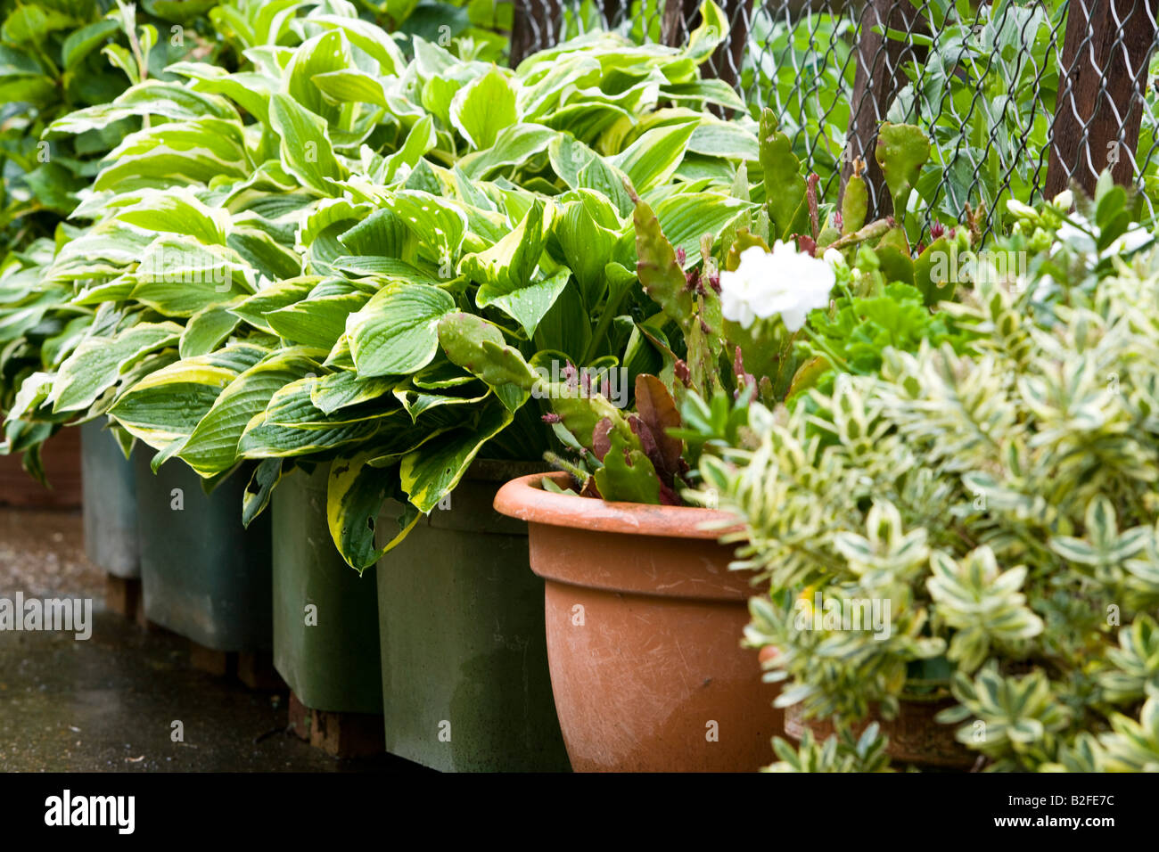 Hostas hi-res stock photography and images - Alamy