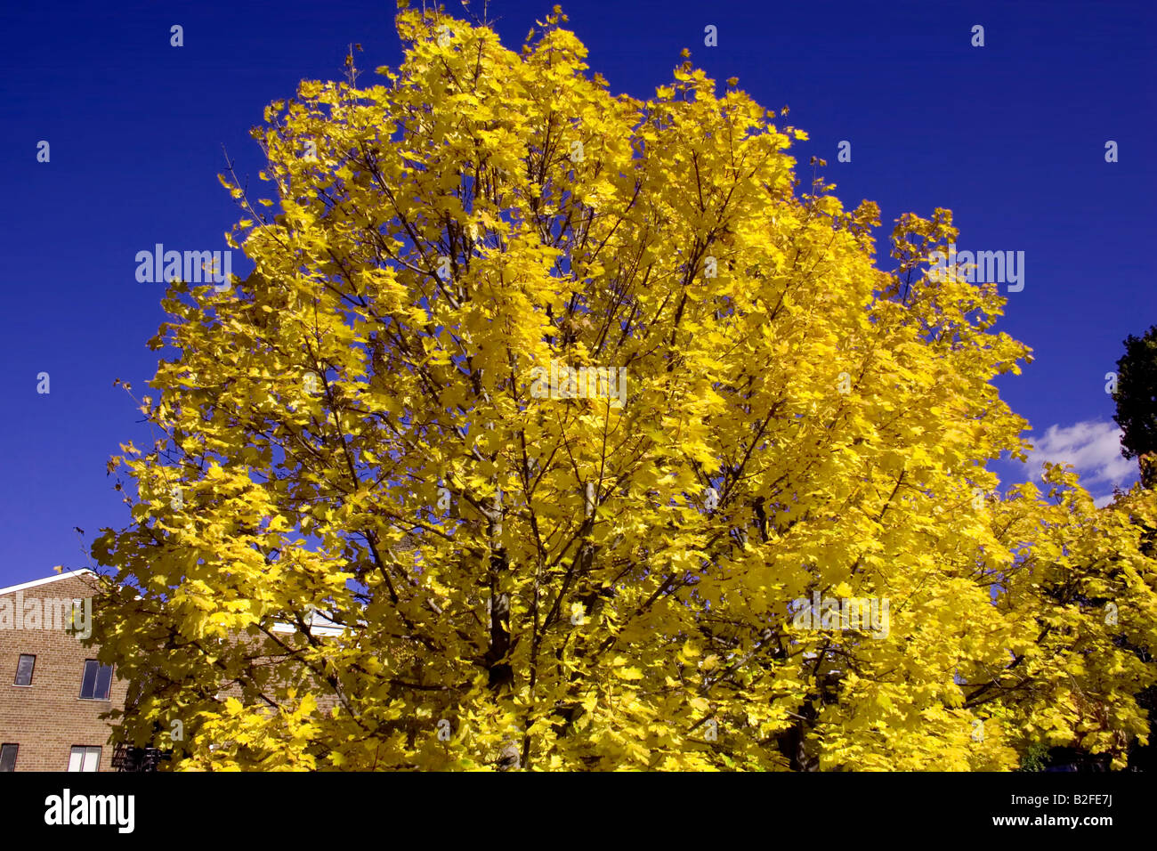 Copyright c 2004 by Terry Prekas Esq All Rights Reserved Stock Photo ...