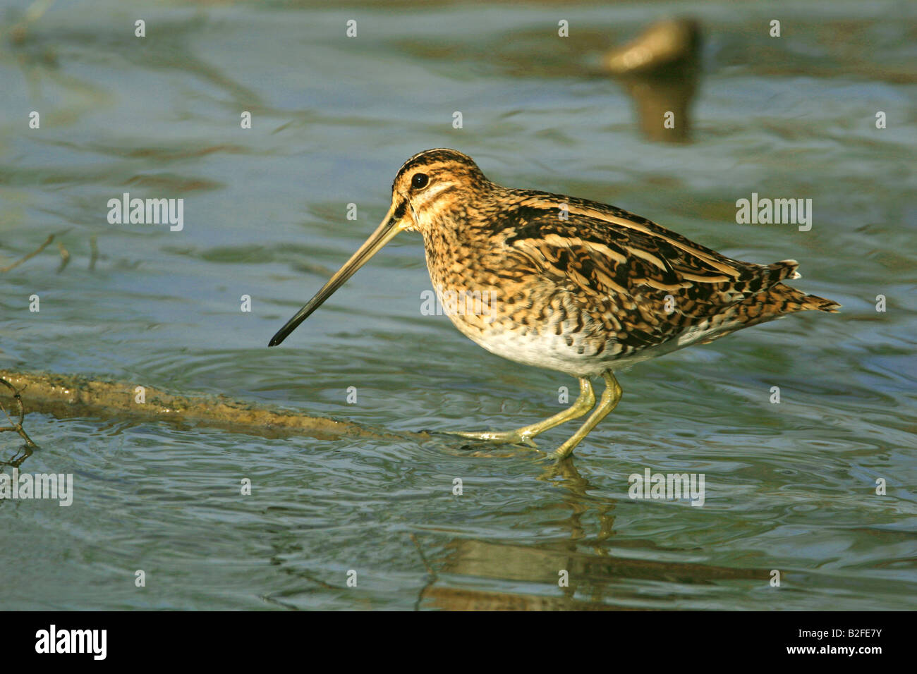 Common Snipe - standing in water Stock Photo - Alamy
