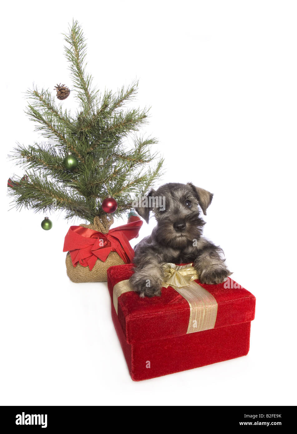Adorable Christmas Miniature Schnauzer puppy under Christmas tree on ...