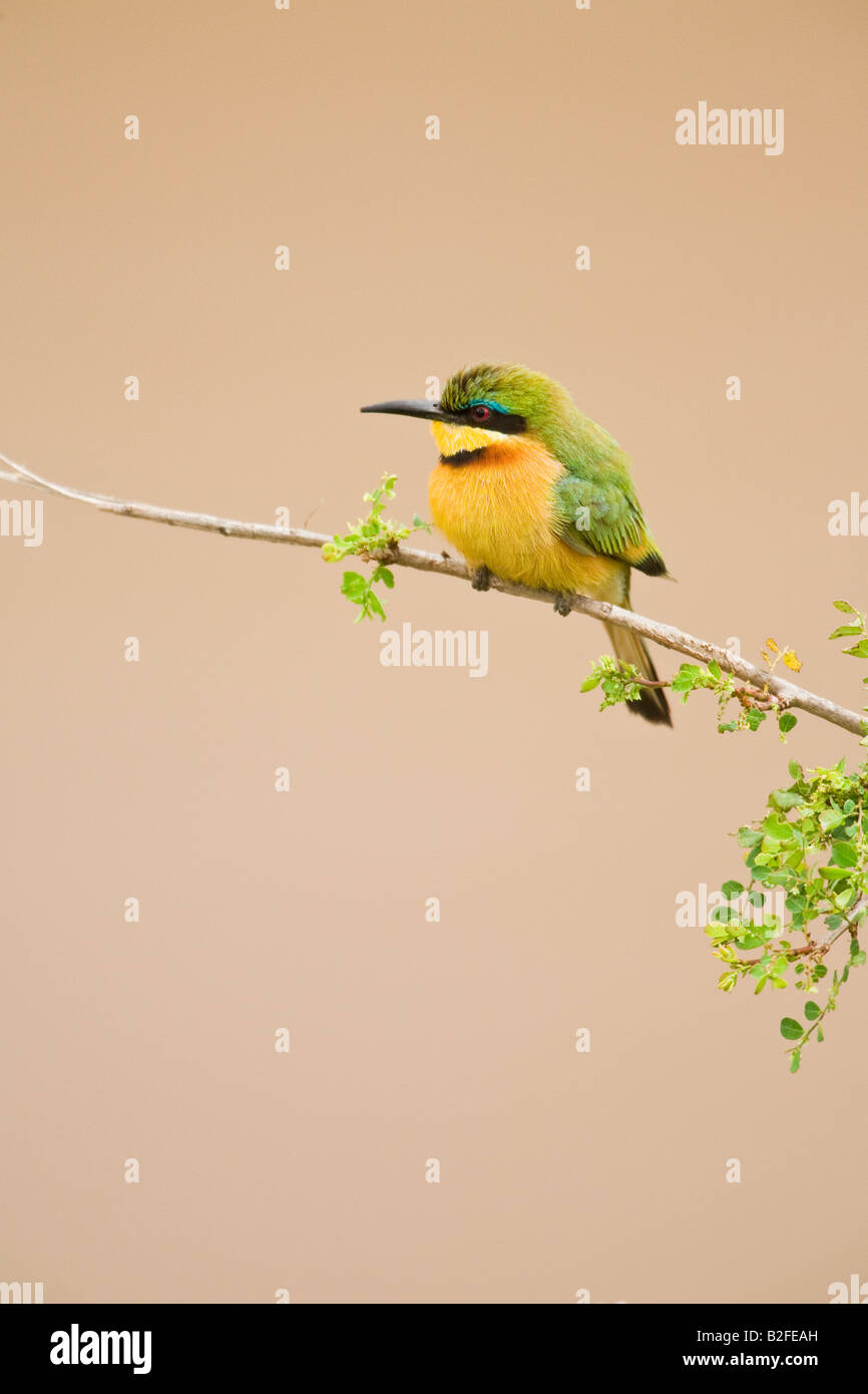 Little Bee eater Merops pusillus East African Race Stock Photo - Alamy