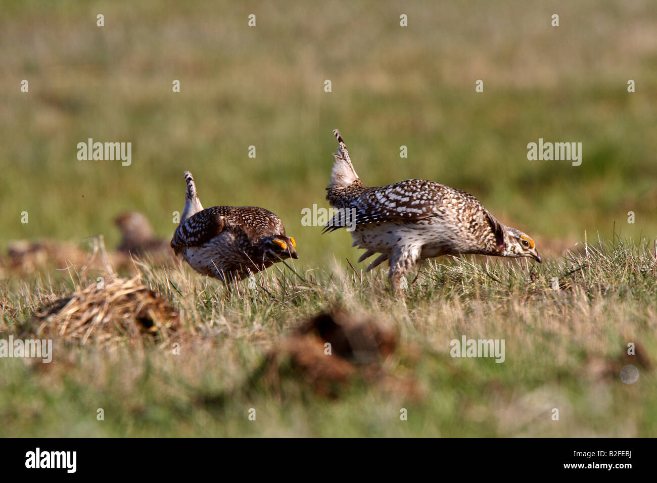 Sharp tailed Grouse at lek finding dominate male Stock Photo - Alamy