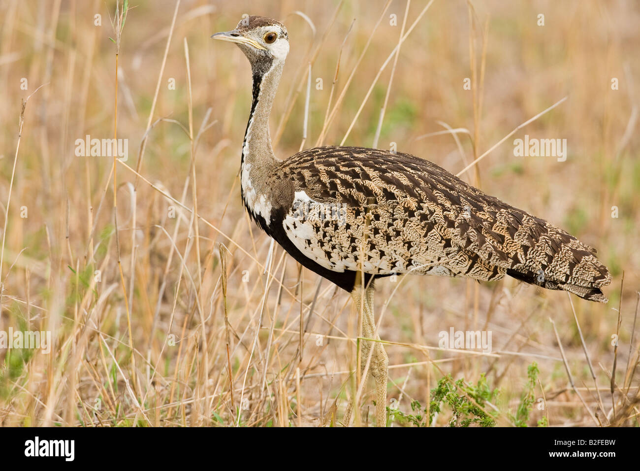 Black bellied Bustard (Eupodotis melanogaster Stock Photo - Alamy