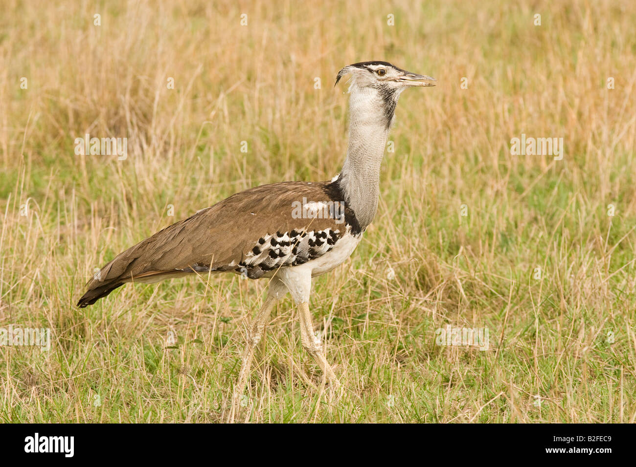 Kori Bustard (Ardeotis Kori Stock Photo - Alamy