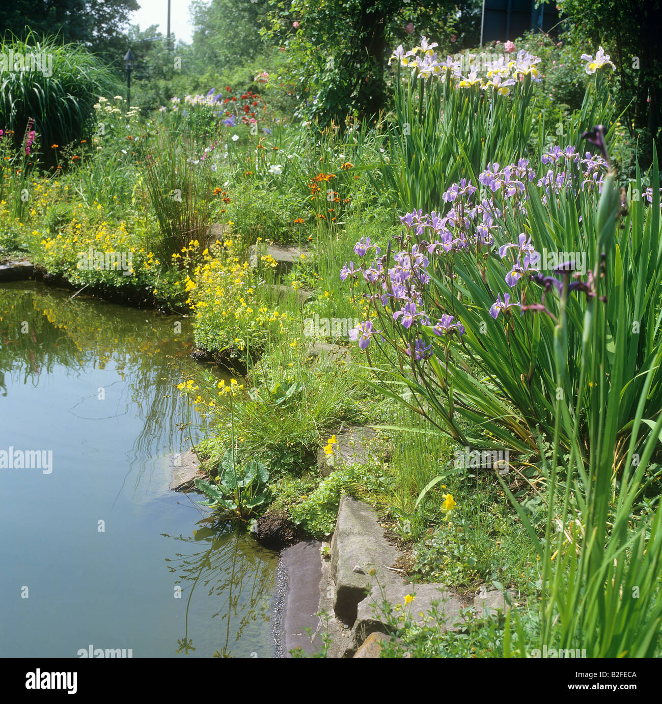 Common monkey flowers hi-res stock photography and images - Alamy