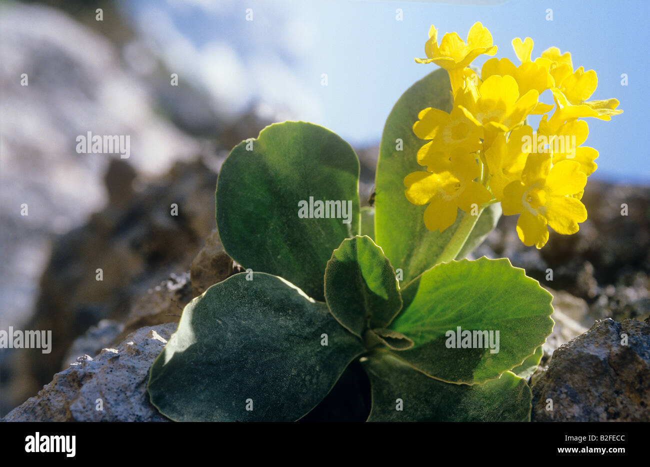 bear s ear / Primula auricula Stock Photo - Alamy