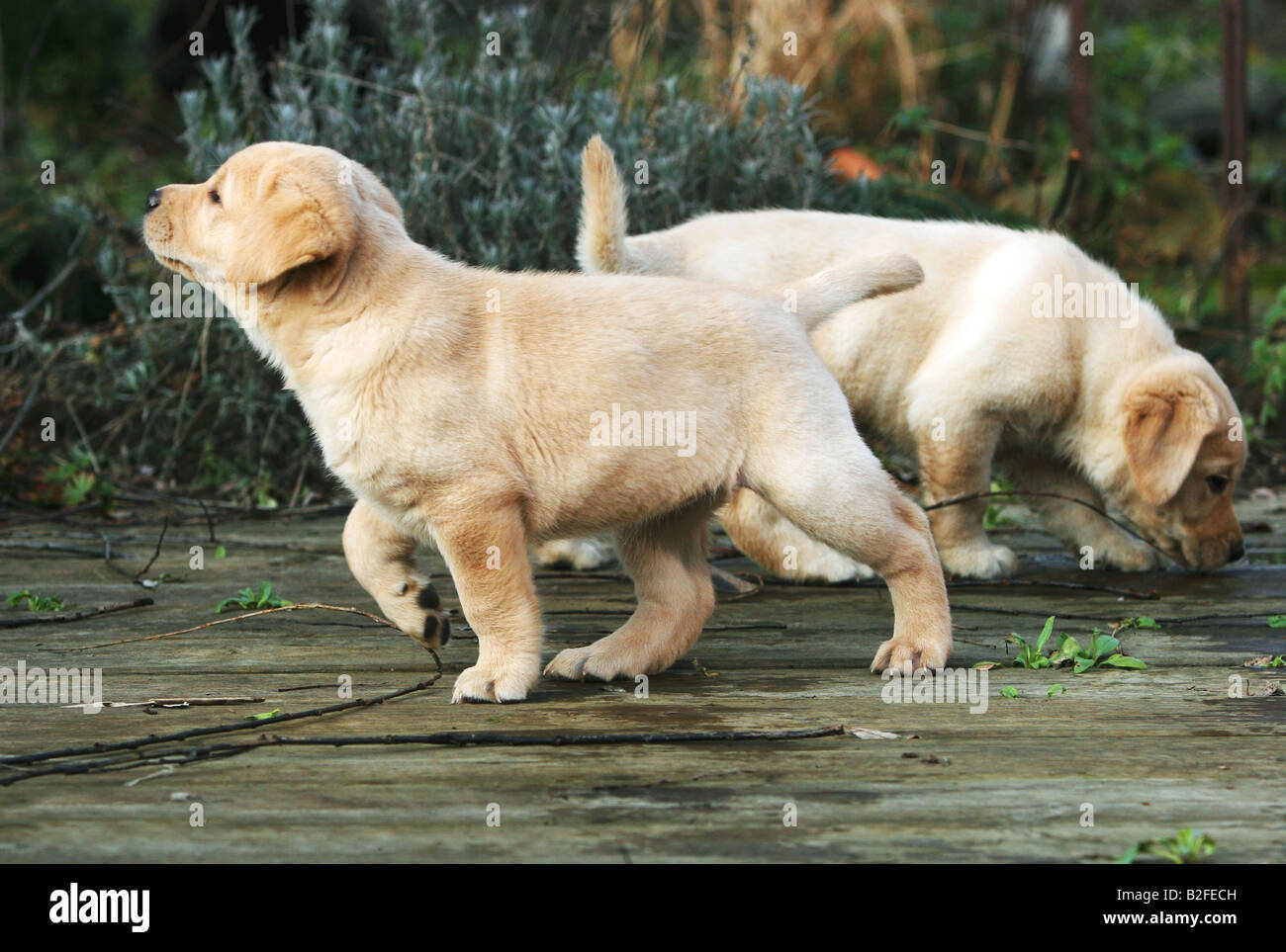 two Labrador Retriever puppies Stock Photo - Alamy