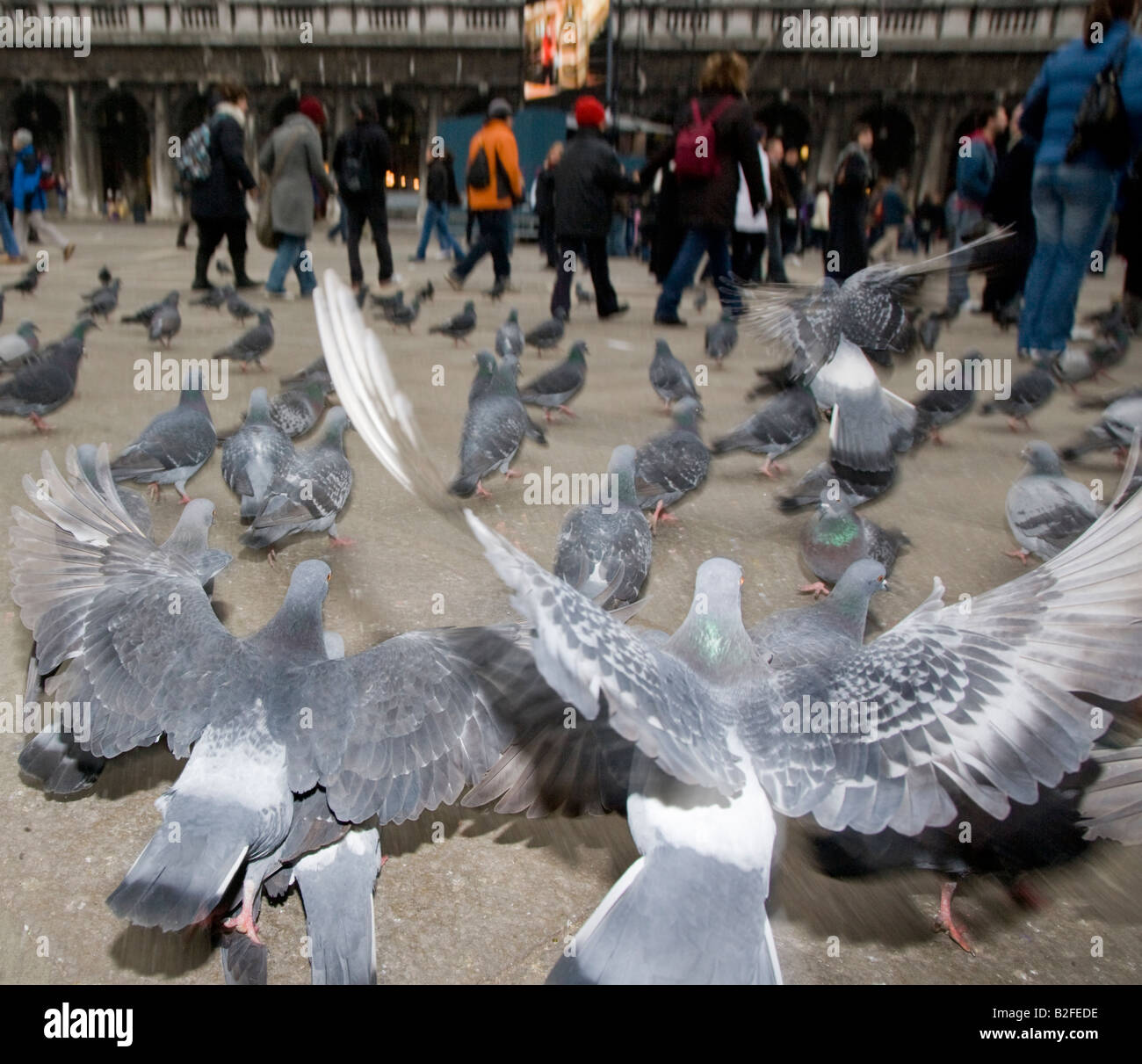 Pigeons in saint marks square hi-res stock photography and images - Alamy