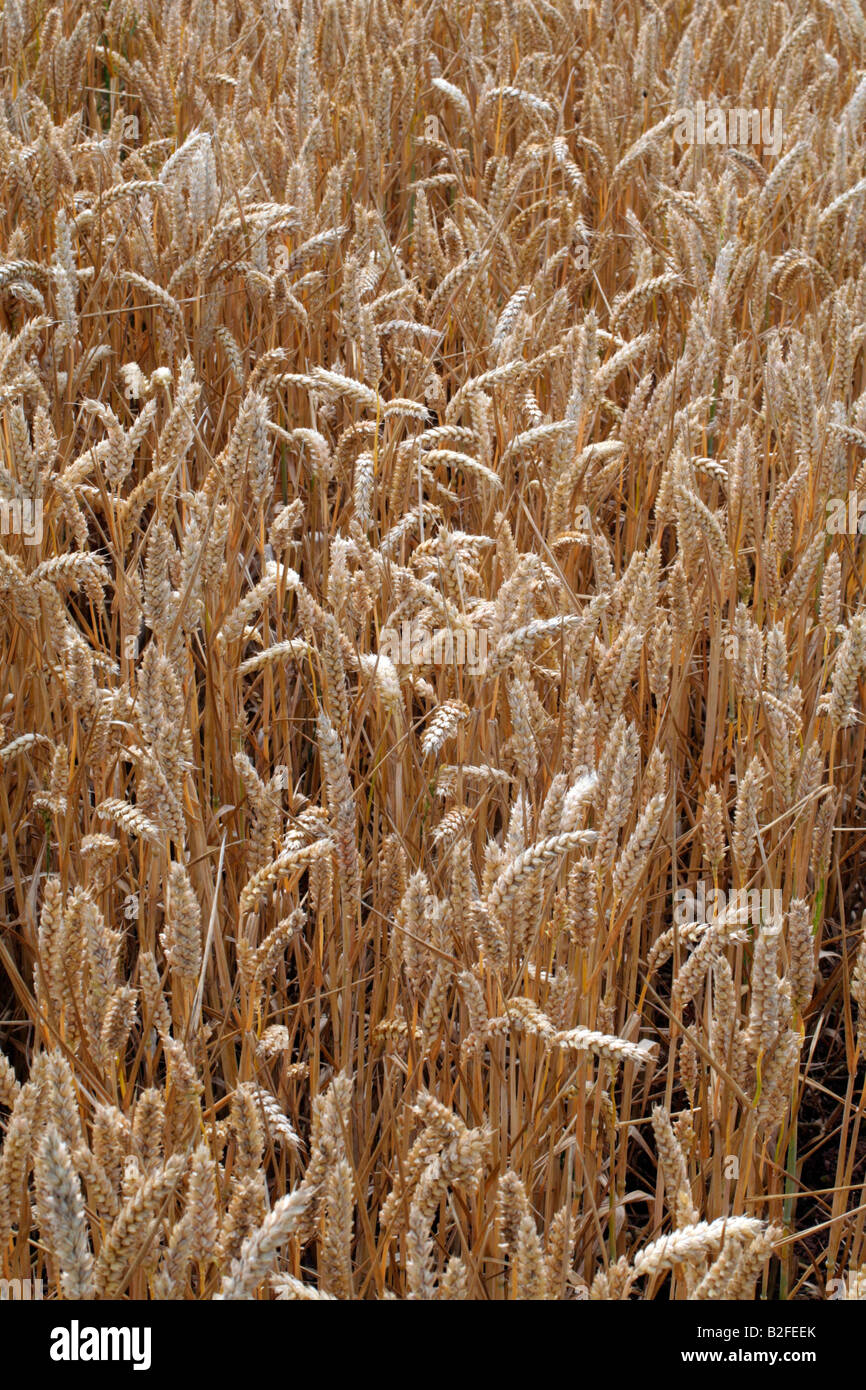 Ready hi-res stock photography and images - Alamy