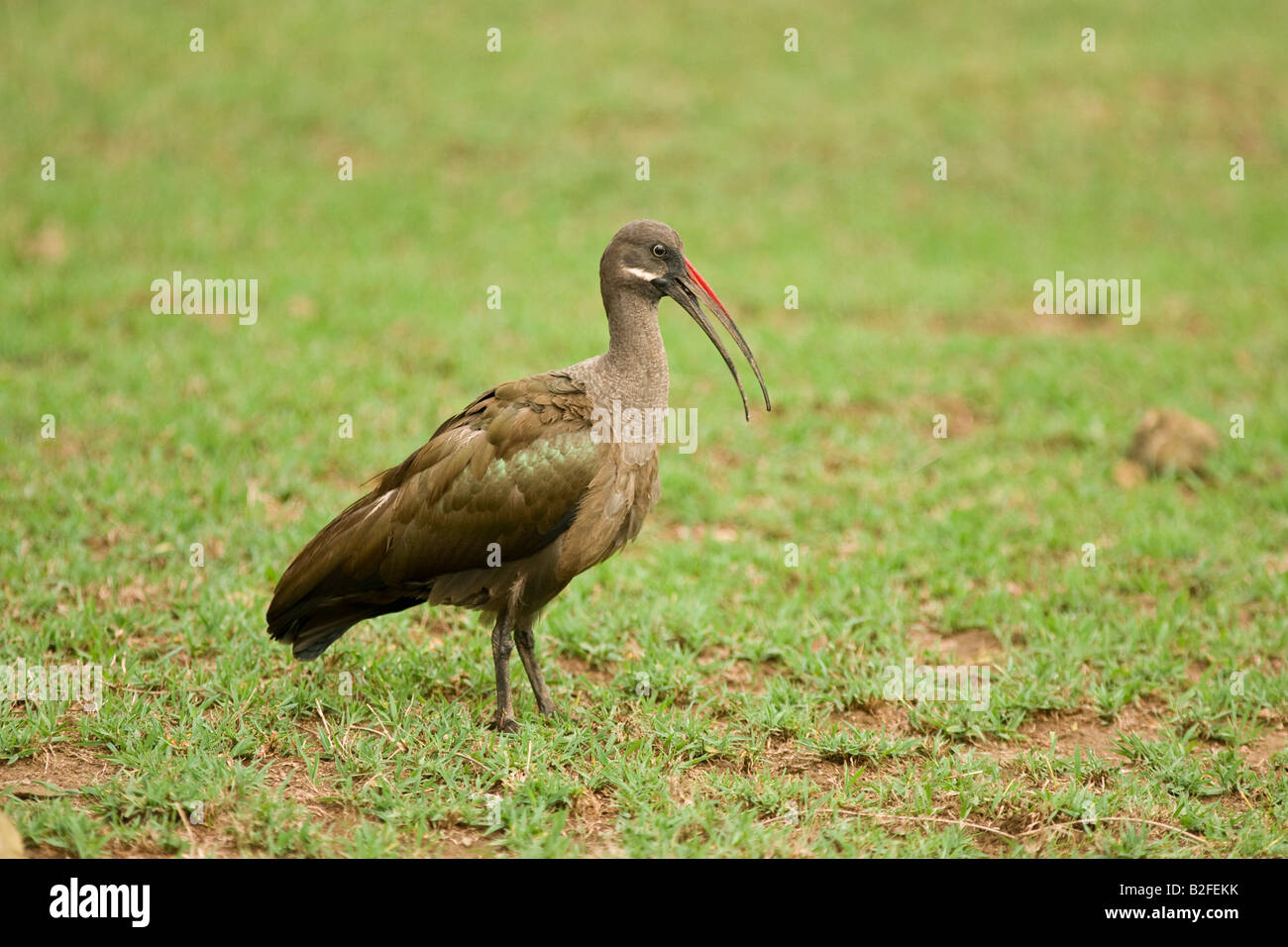 Hadada Ibis (Bostrychia hagedash Stock Photo - Alamy