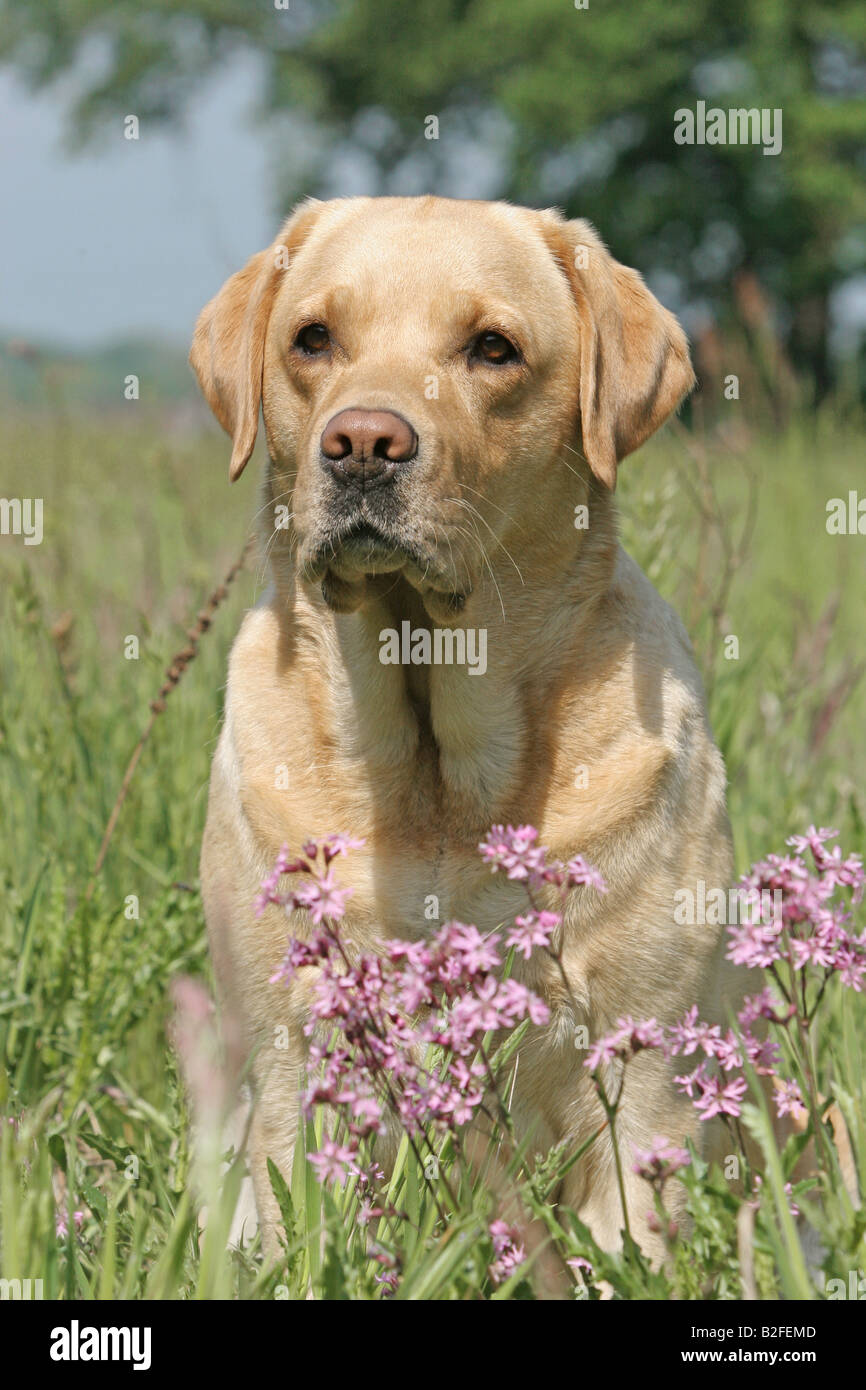 Labrador Retriever - portrait Stock Photo - Alamy
