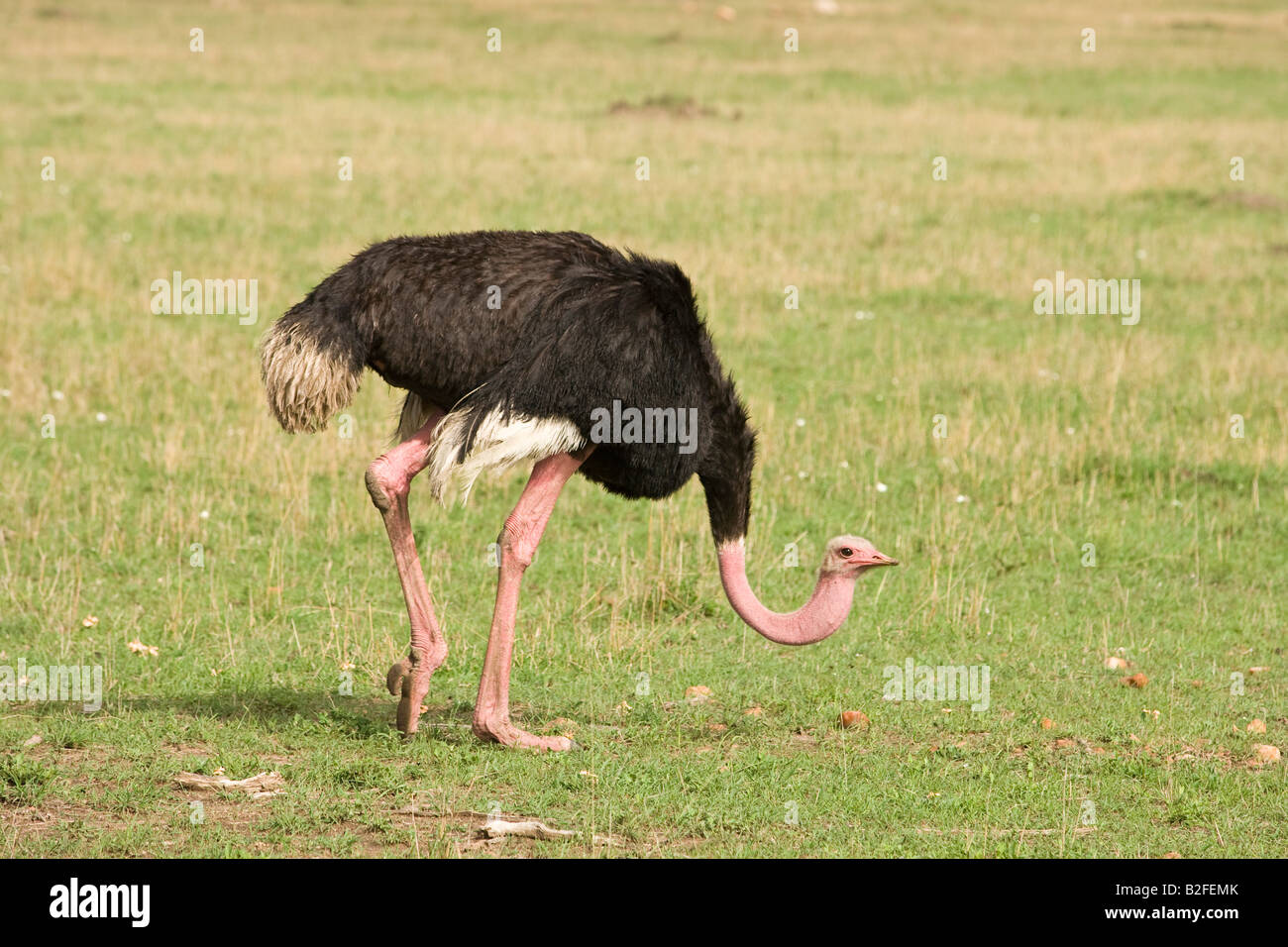 Common Ostrich (Struthio camelus Stock Photo - Alamy