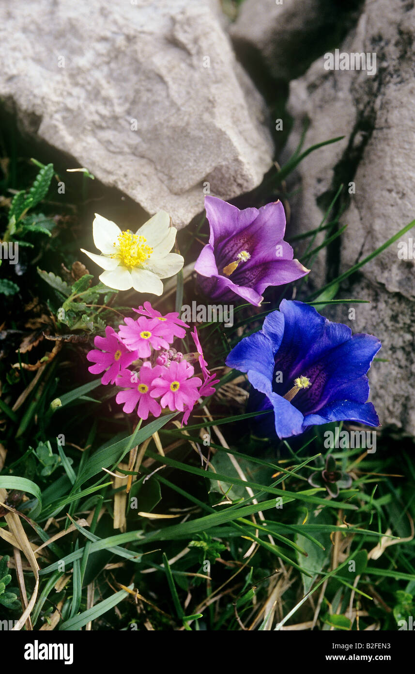 alpine gentian , white dryas and bird's-eye primrose Stock Photo - Alamy