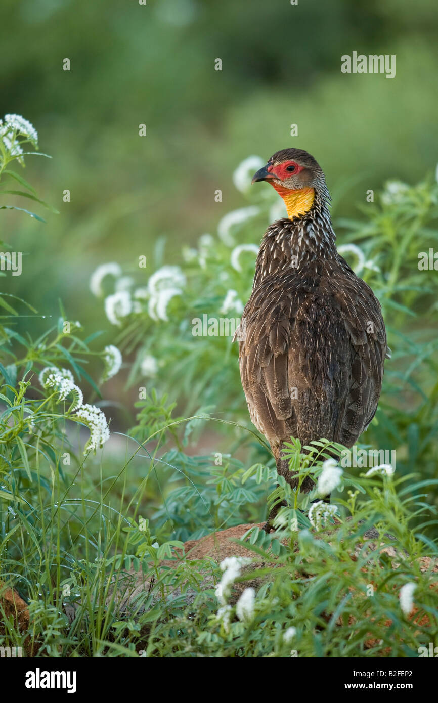 Yellow necked Spurfowl (Francolinus leucoscepus Stock Photo - Alamy