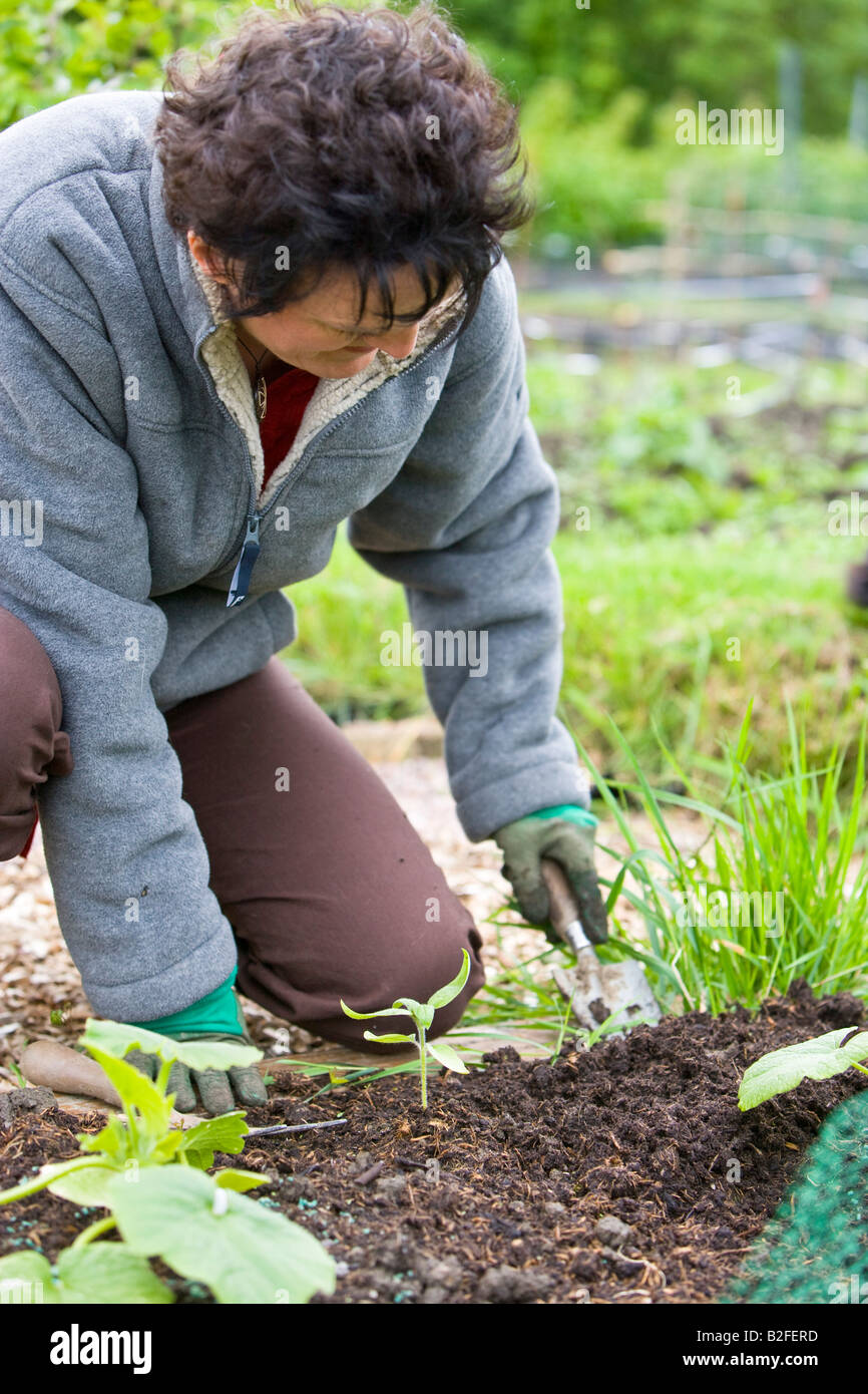 lady planting vegetables in her allotment Stock Photo - Alamy