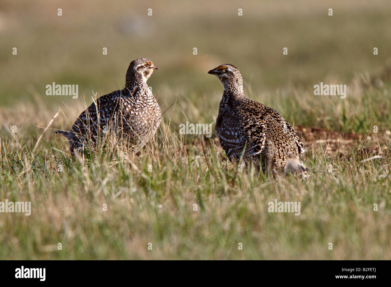 Sharp tailed Grouse at lek finding dominate male Stock Photo - Alamy