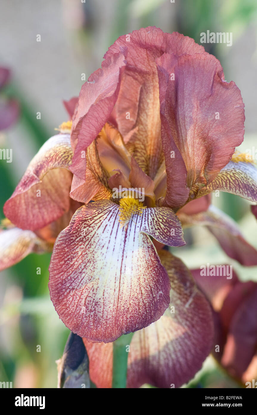 Distinctive drooping hi-res stock photography and images - Alamy