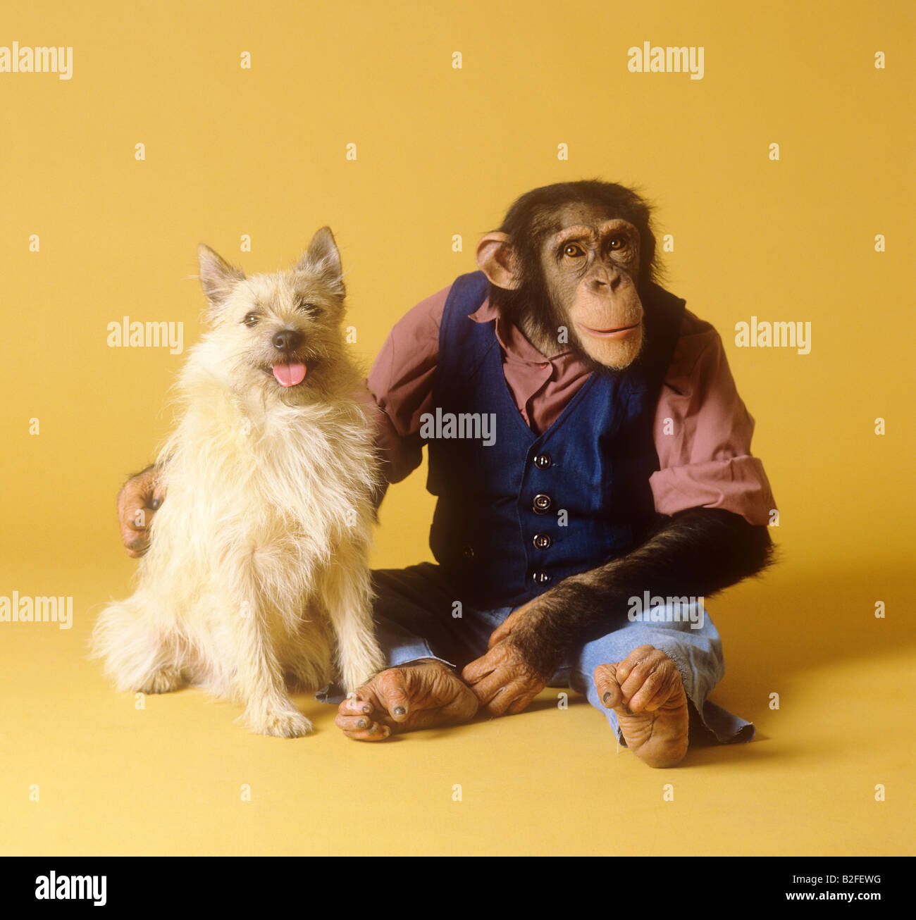 Animal friendship chimp hi-res stock photography and images - Alamy