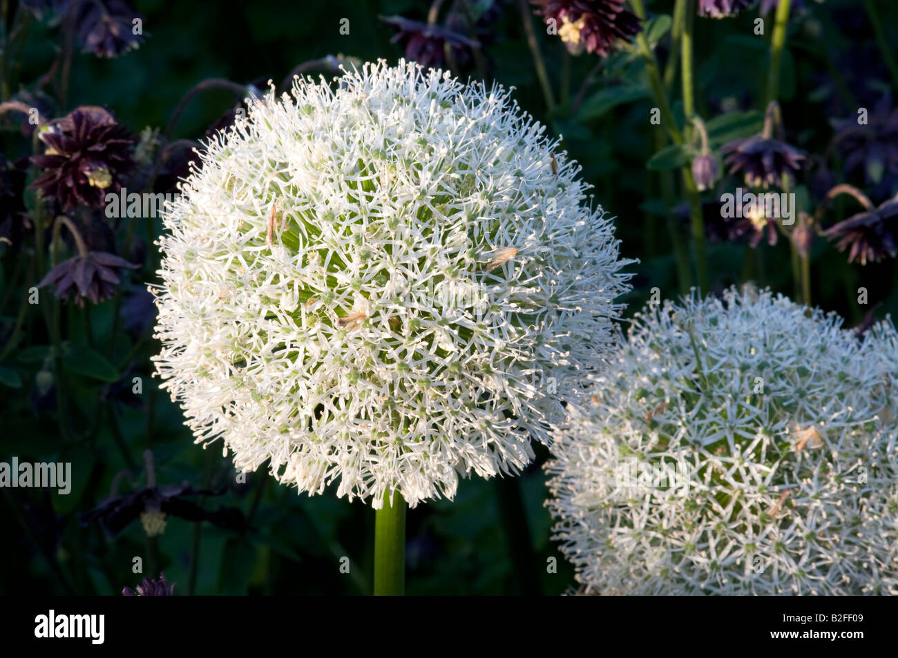 White herbal flowers Stock Photo - Alamy