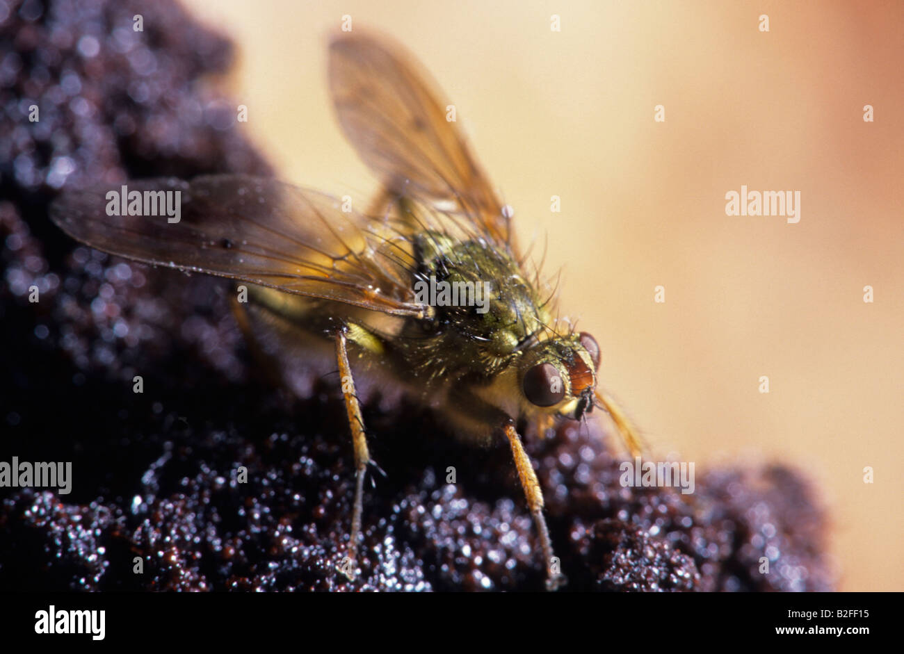 Dung Fly. Scathophaga stercoraria ON COW PAT Stock Photo - Alamy