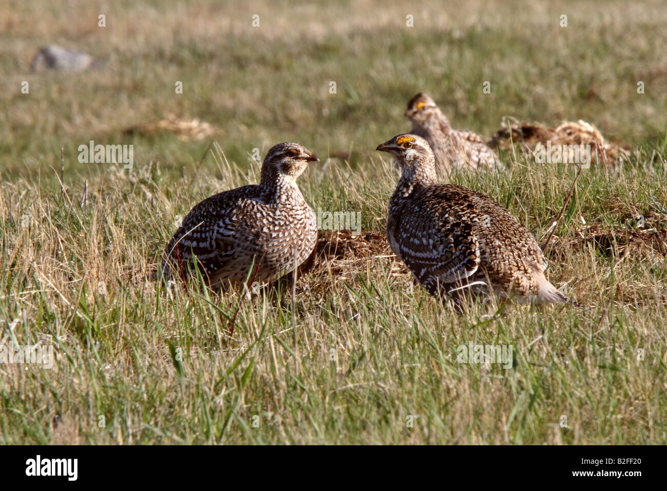 Sharp tailed Grouse at lek finding dominate male Stock Photo - Alamy