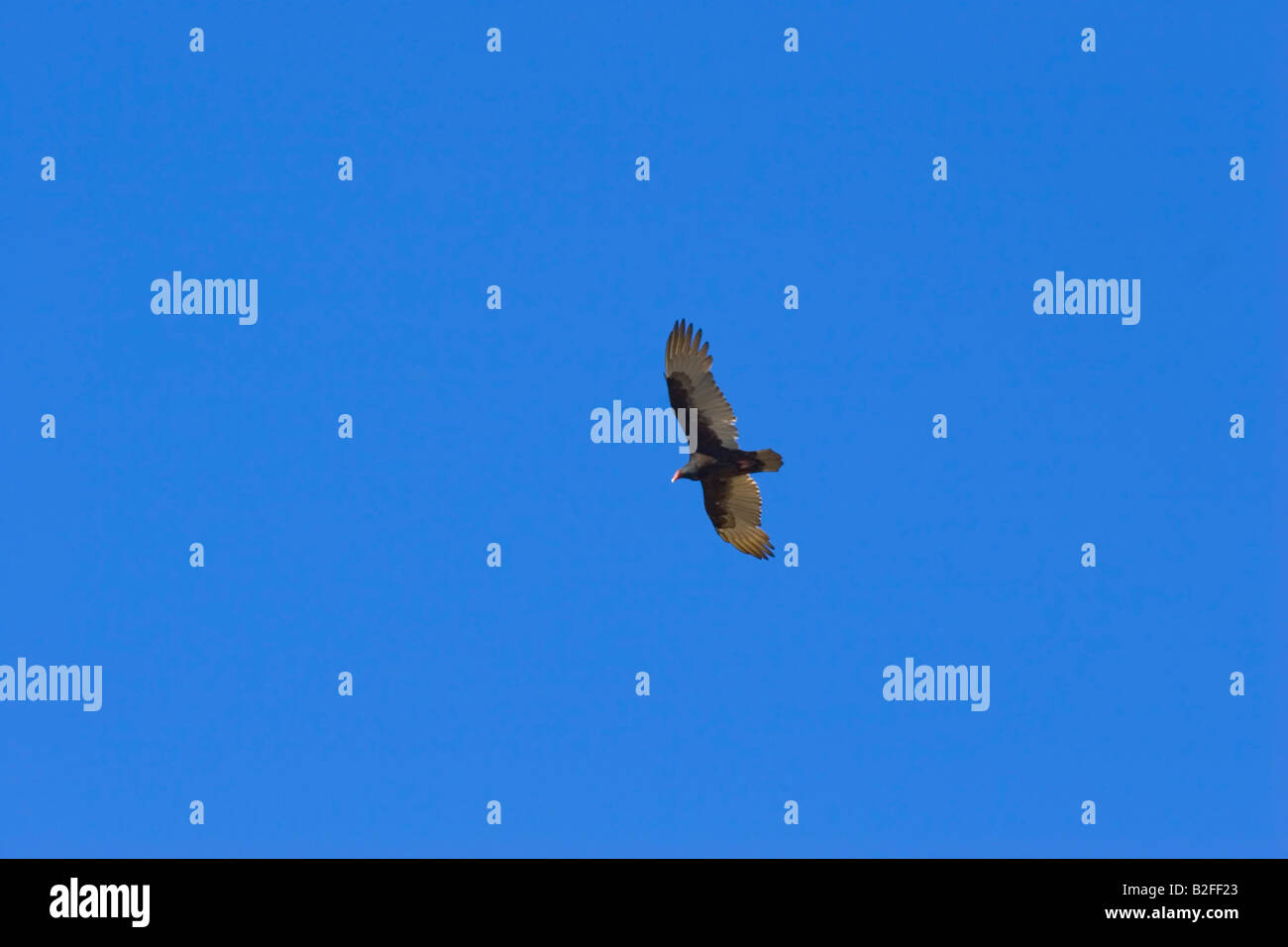 Prekas hi-res stock photography and images - Alamy