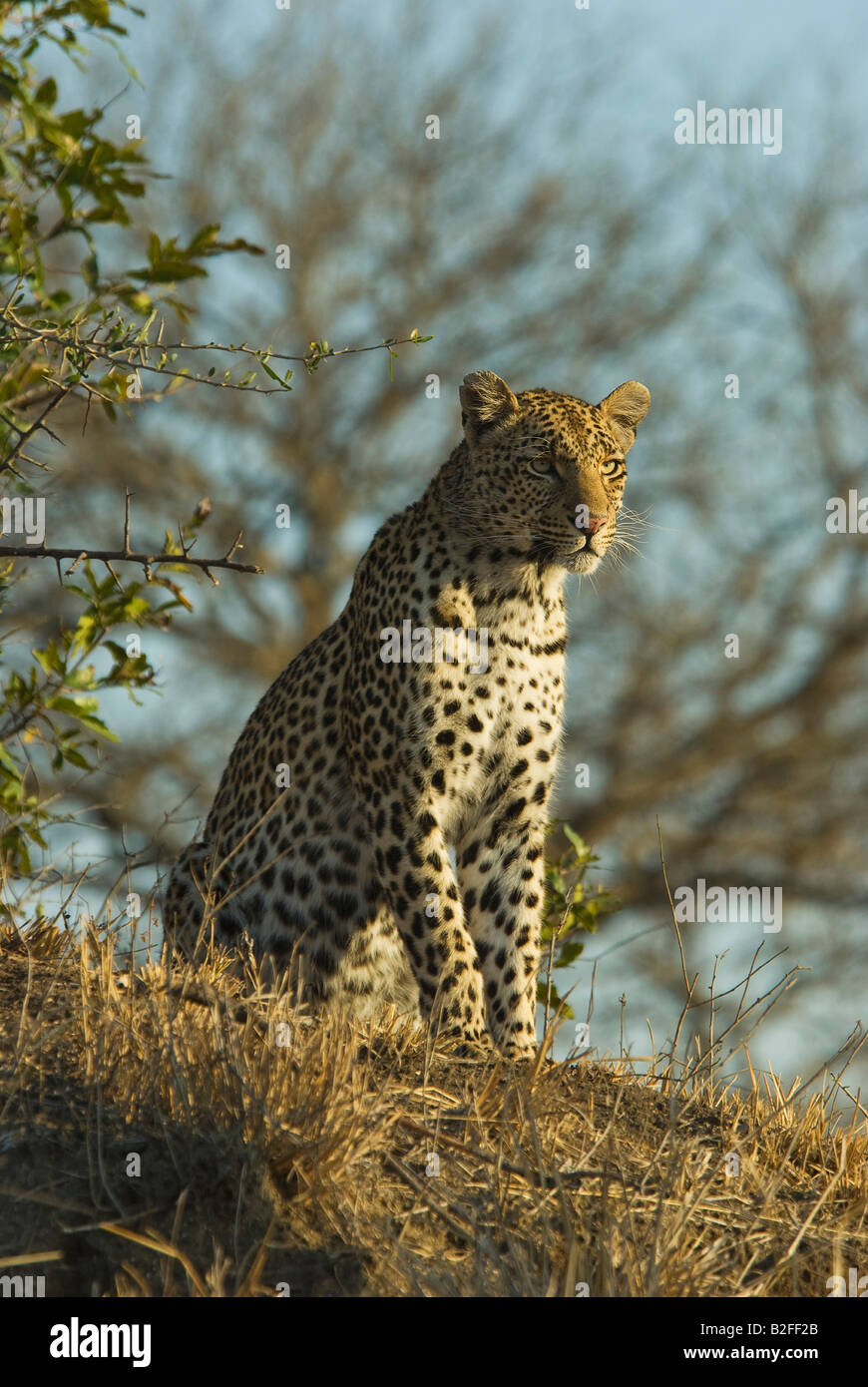 Leopard hill hi-res stock photography and images - Alamy