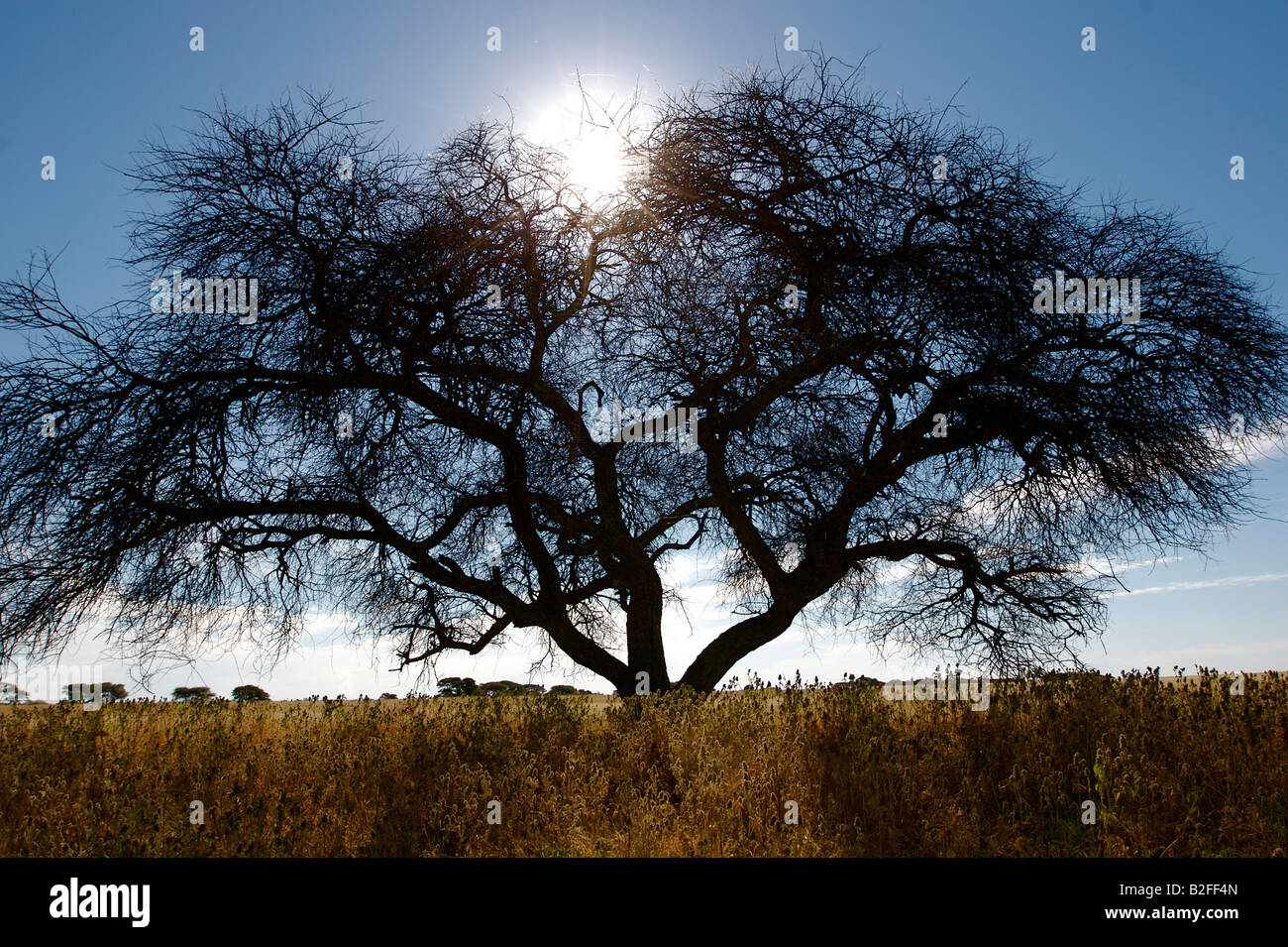 Savannah tree hi-res stock photography and images - Alamy
