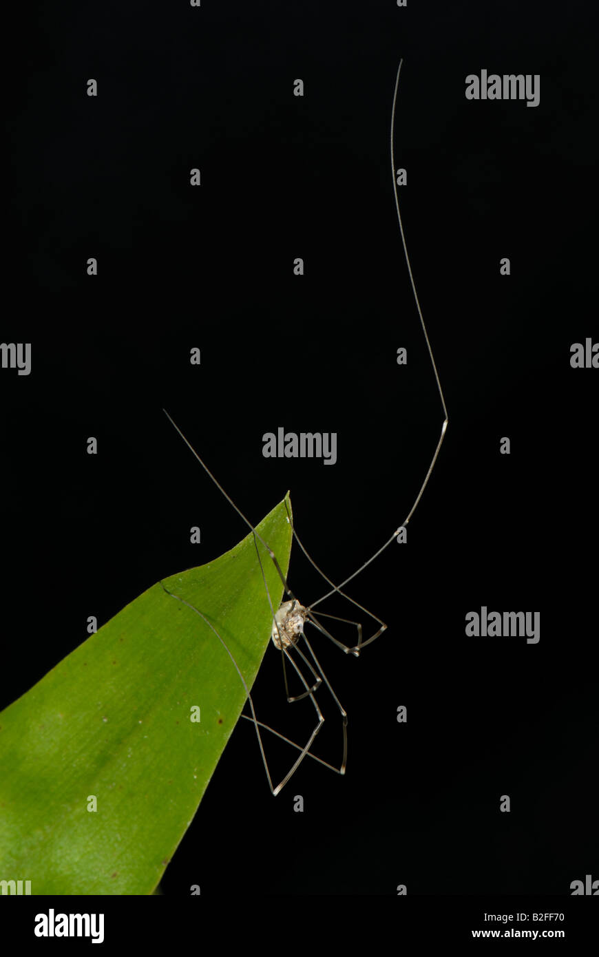 Adult harvestman hi-res stock photography and images - Alamy