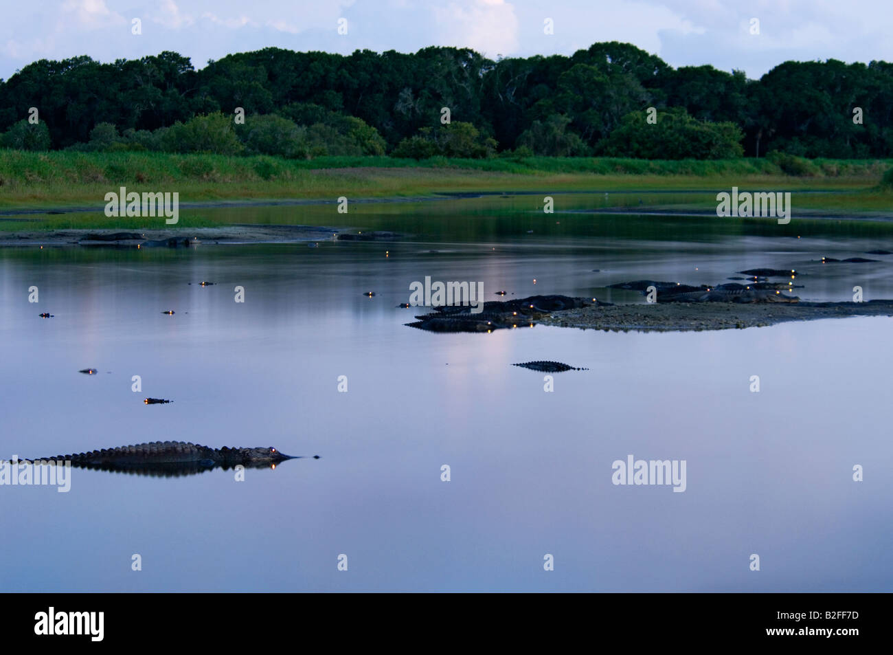 Alligator Eyes At Night
