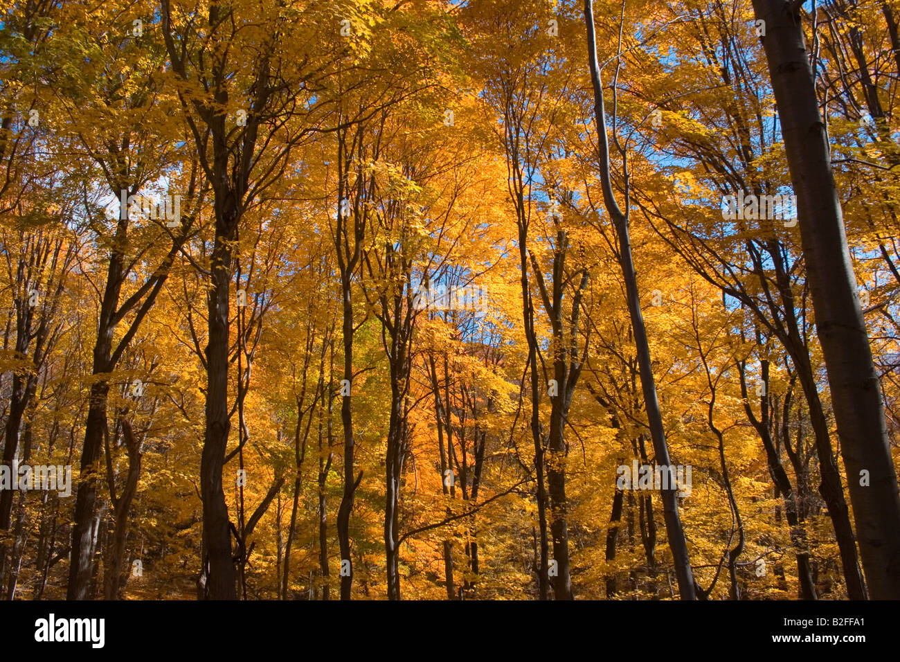 Prekas hi-res stock photography and images - Alamy