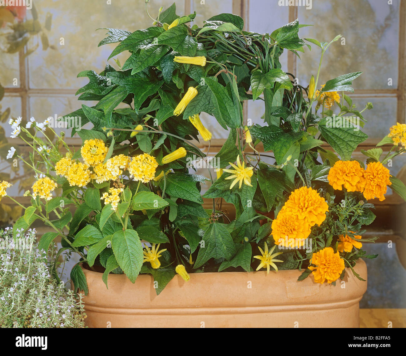 flowerpot with different flowers Stock Photo - Alamy