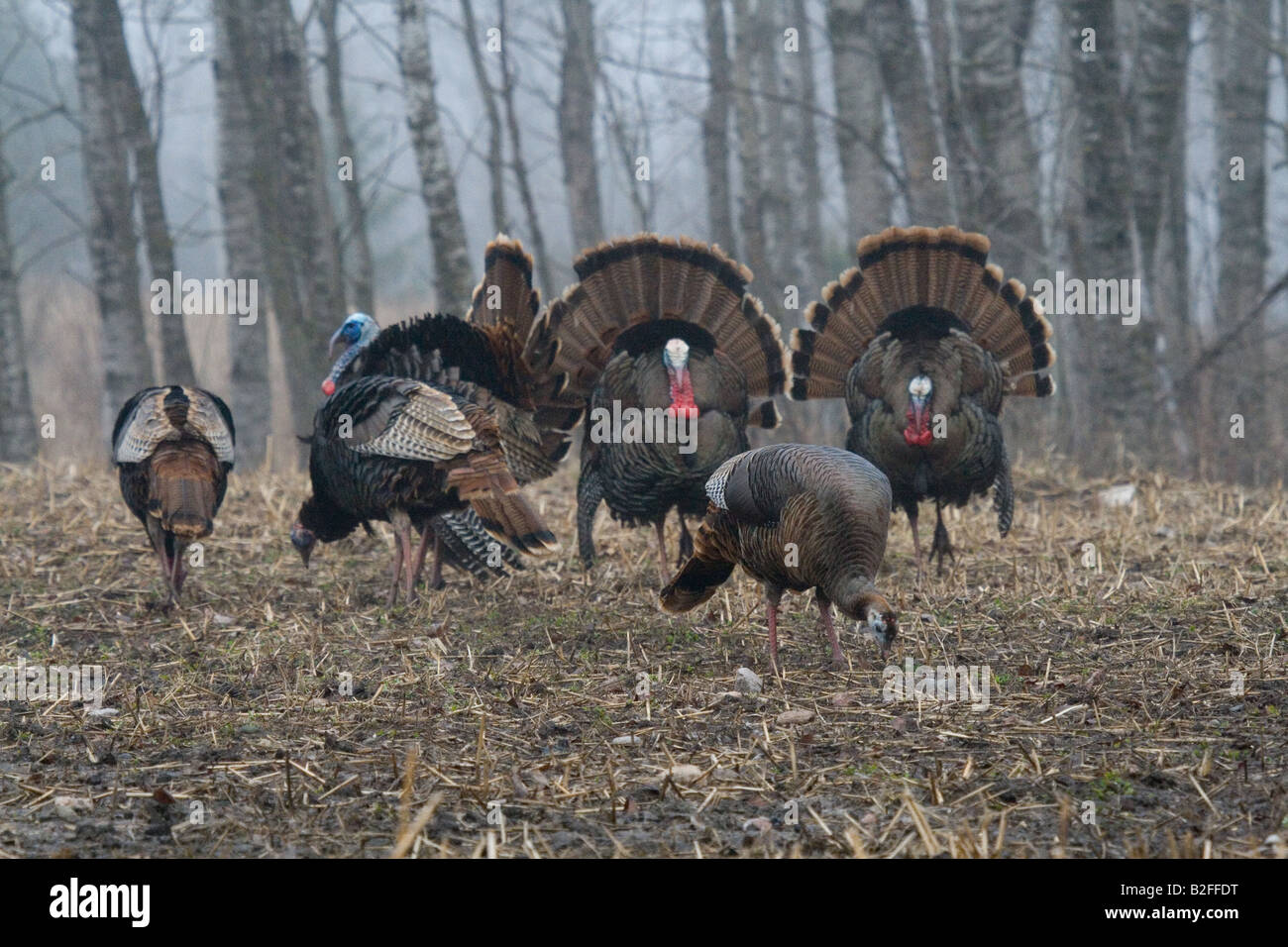 Jake eastern wild turkey in spring Stock Photo - Alamy