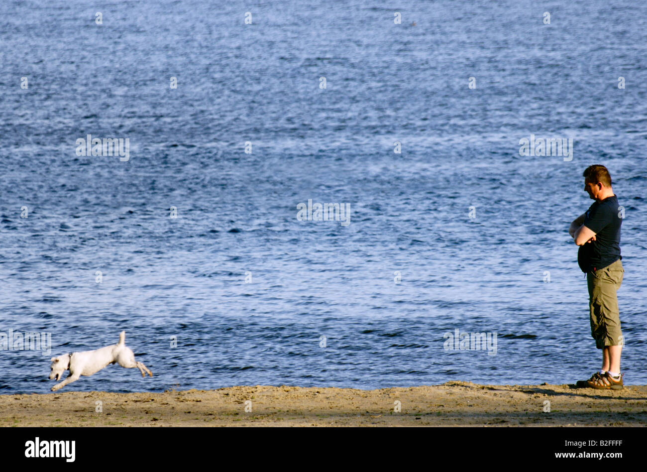 Small white dog jumping running escaping man master at beach of ...