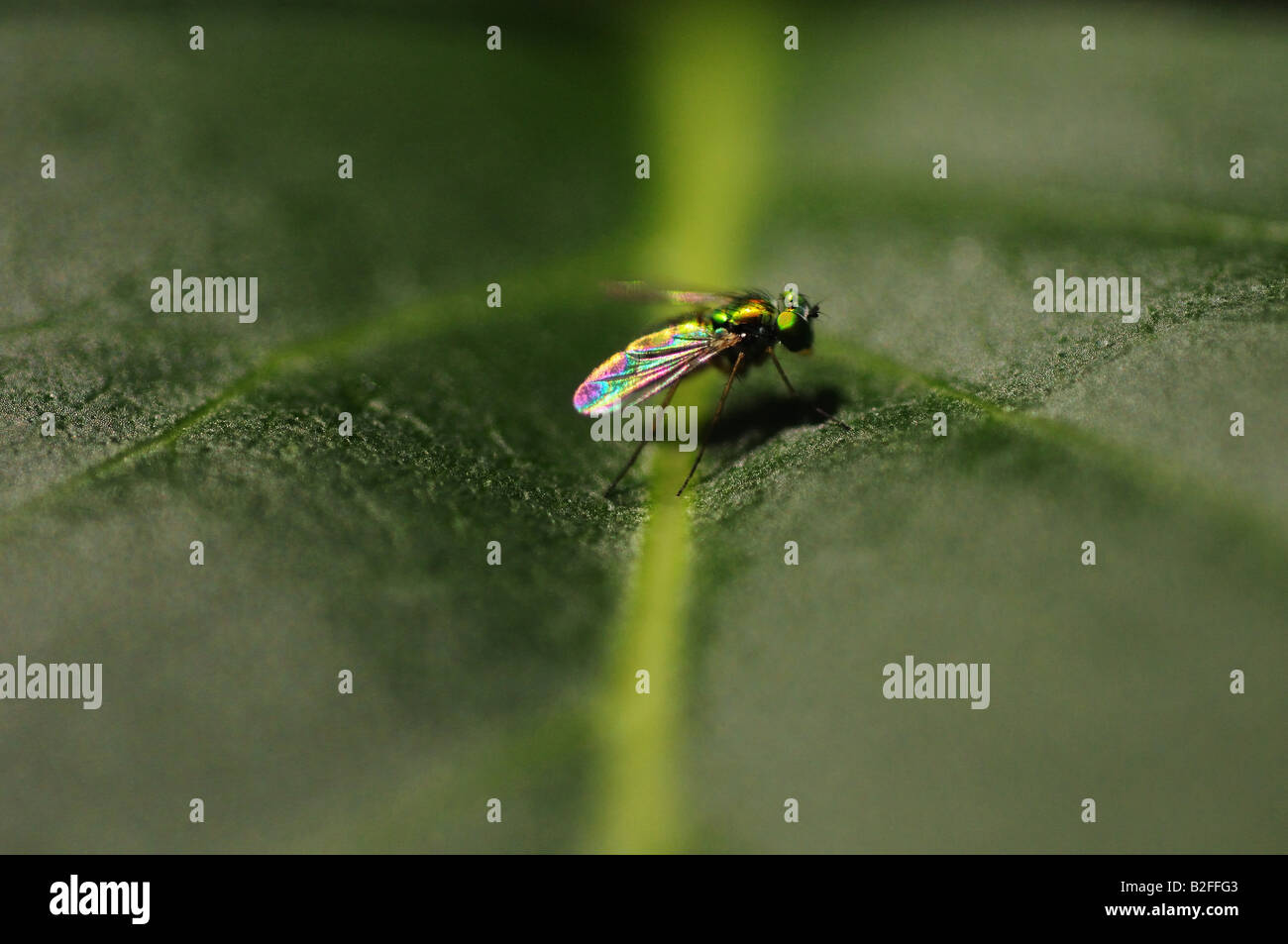 A bright green fly rests on a deep green leaf, its wings glow light ...
